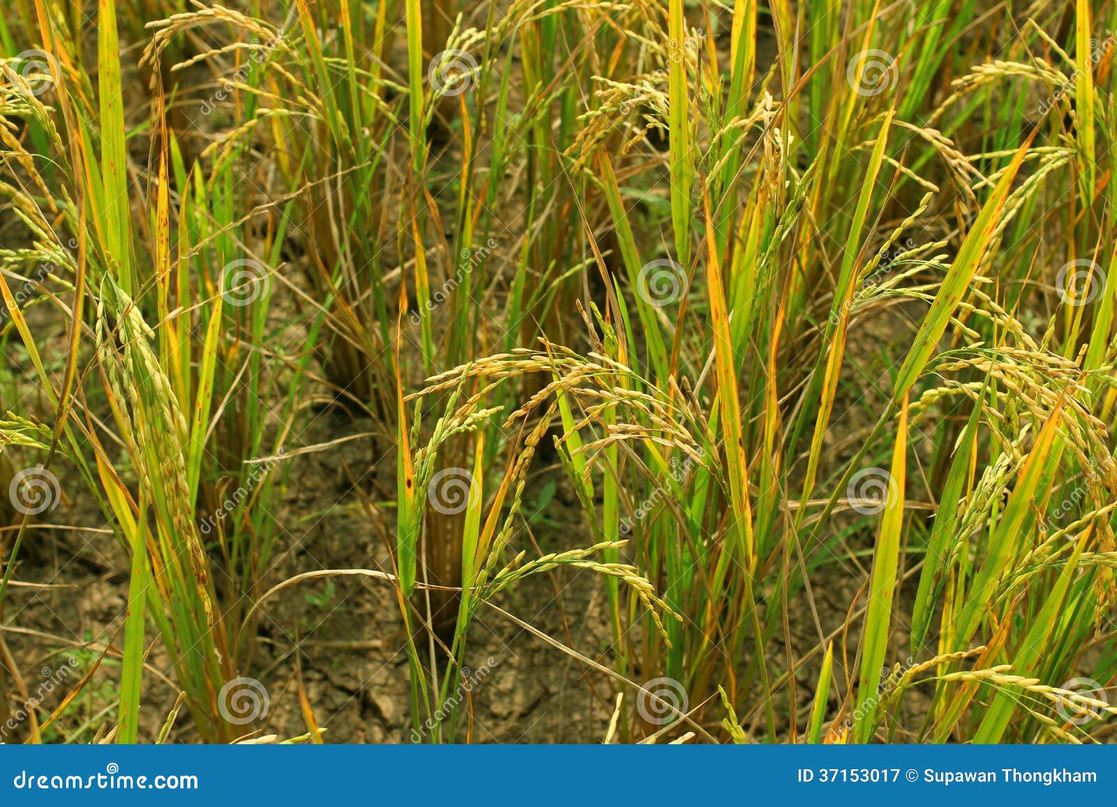 The rice seeds stock image. Image of seed, season, culture - 37153017