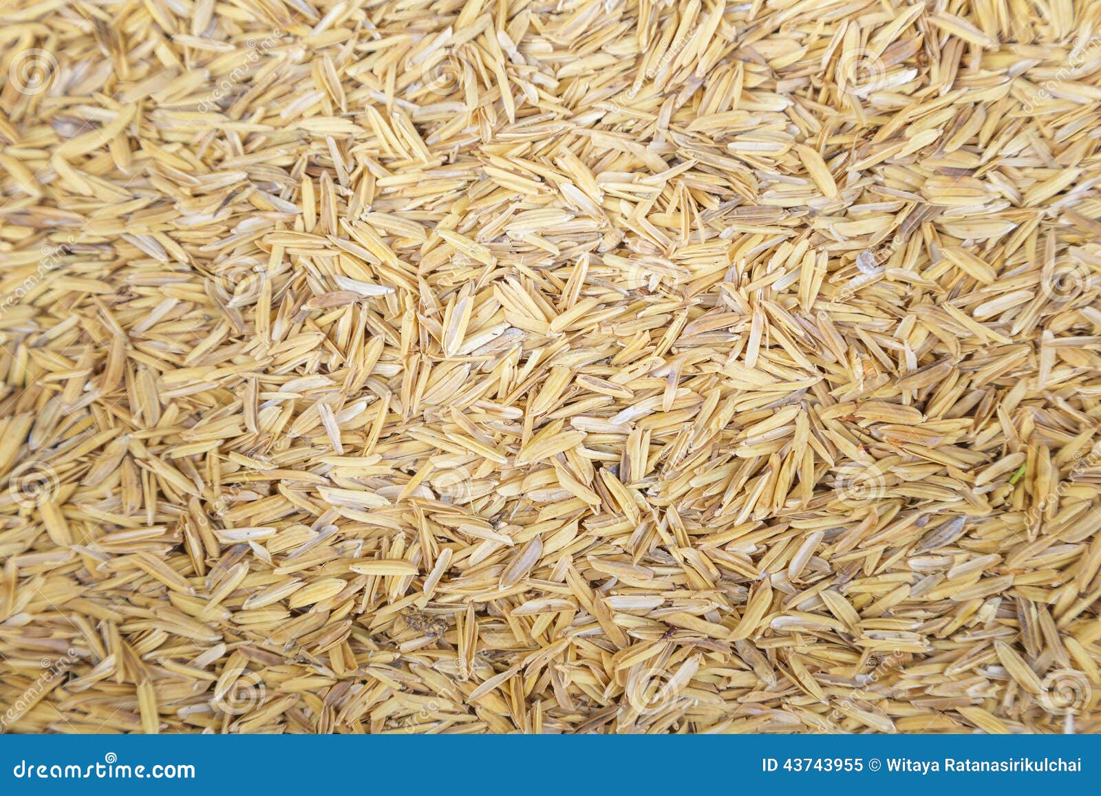 Rice Seeds stock image. Image of macro, husk, abundance - 43743955