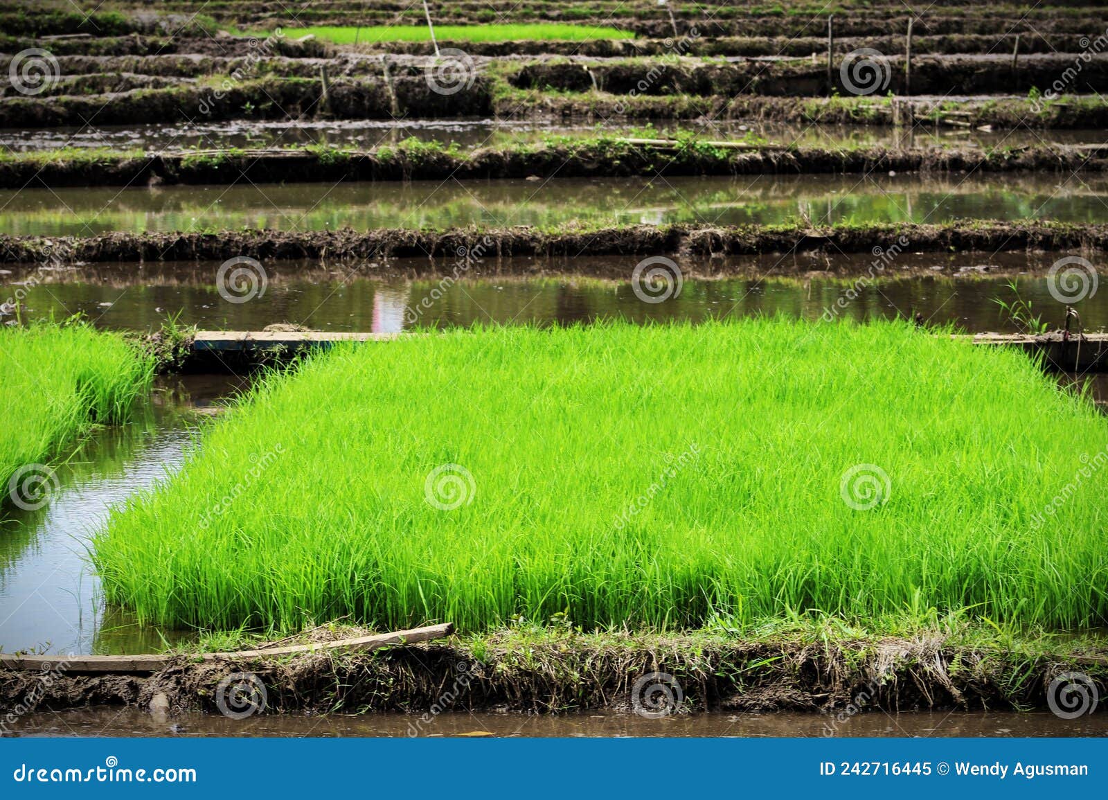 Rice Seeds that are Ready To Be Planted in the Fields Stock Image ...