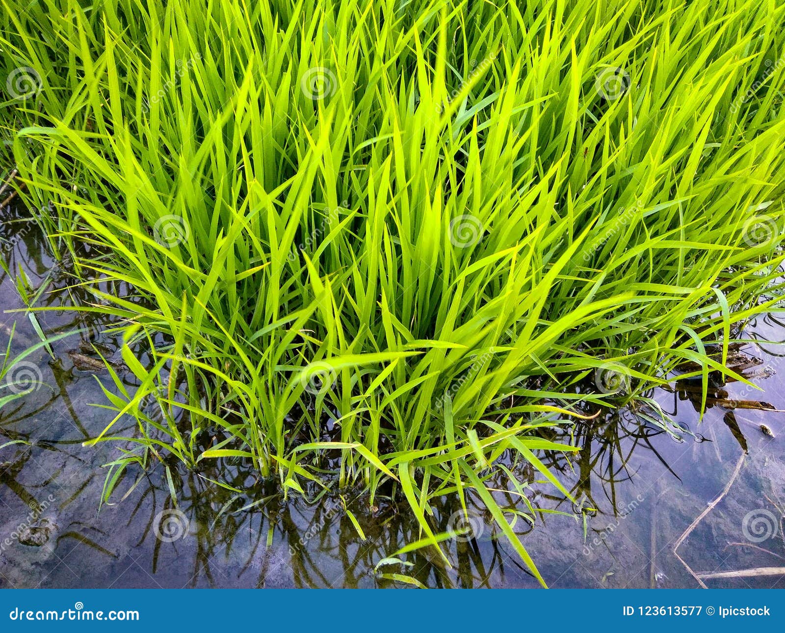 Rice Seeds Ready To Move To Rice Fields Stock Image - Image of seeds ...