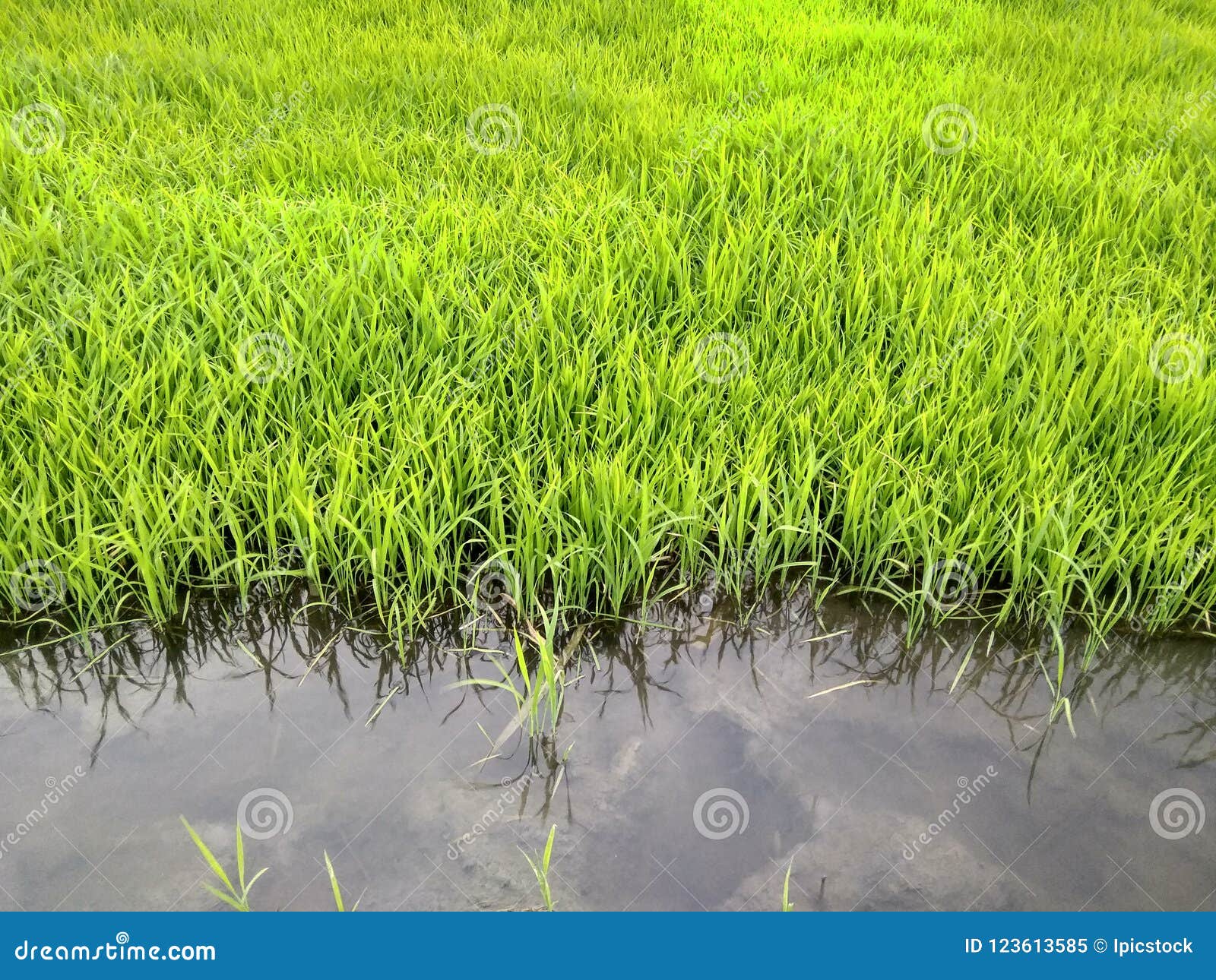 Rice seeds ready to move stock image. Image of fields - 123613585