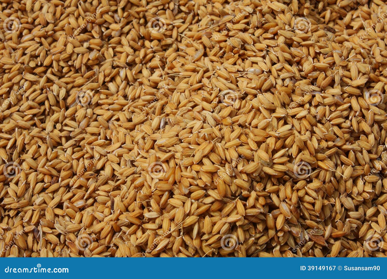 Rice seeds stock image. Image of flora, field, agricultural - 39149167