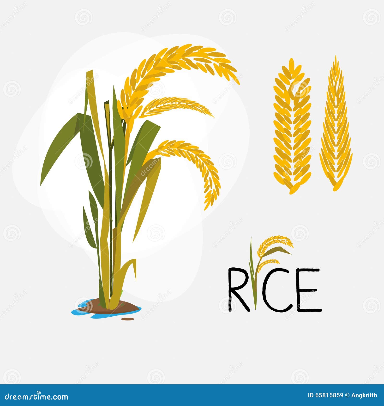 Rice set. letter - stock illustration. Illustration of plant - 65815859