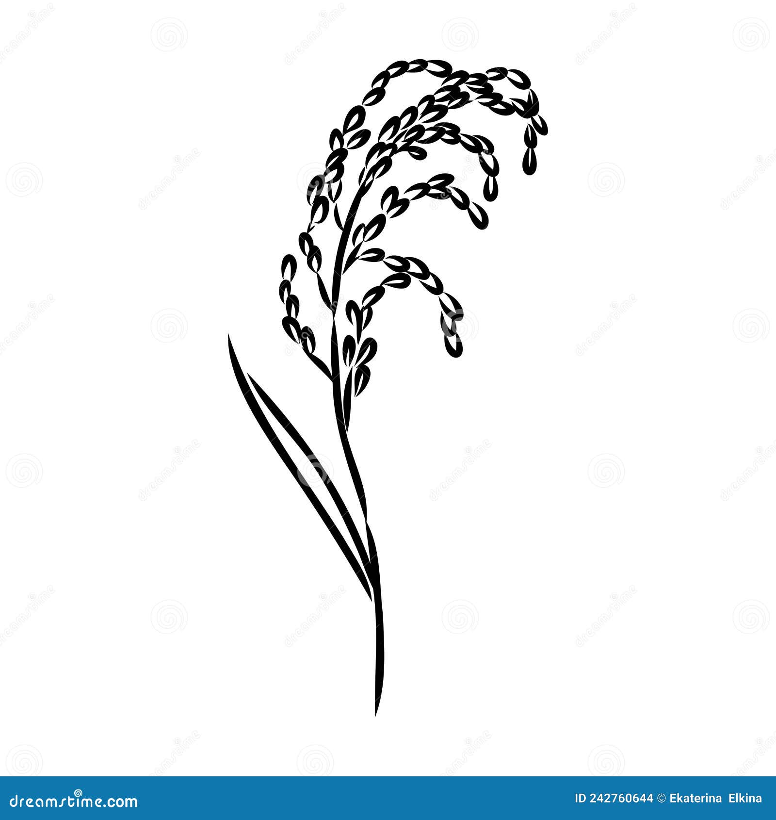Rice Set. Plant of Rice and Rice Field Hand Drawn Vector Illustration ...