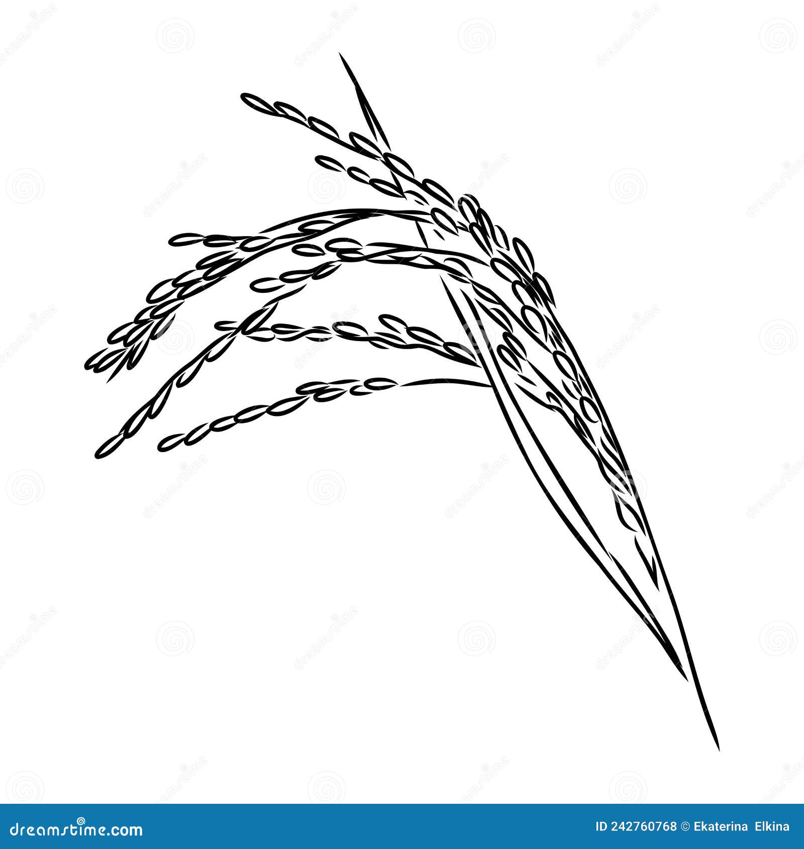 Rice Set. Plant of Rice and Rice Field Hand Drawn Vector Illustration ...