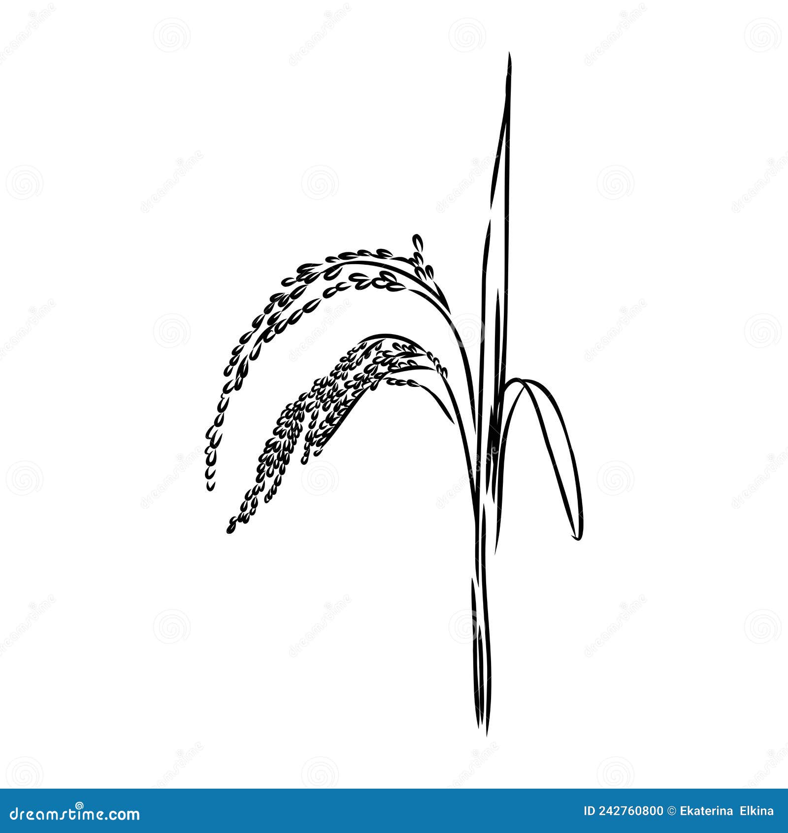Rice Set. Plant of Rice and Rice Field Hand Drawn Vector Illustration ...