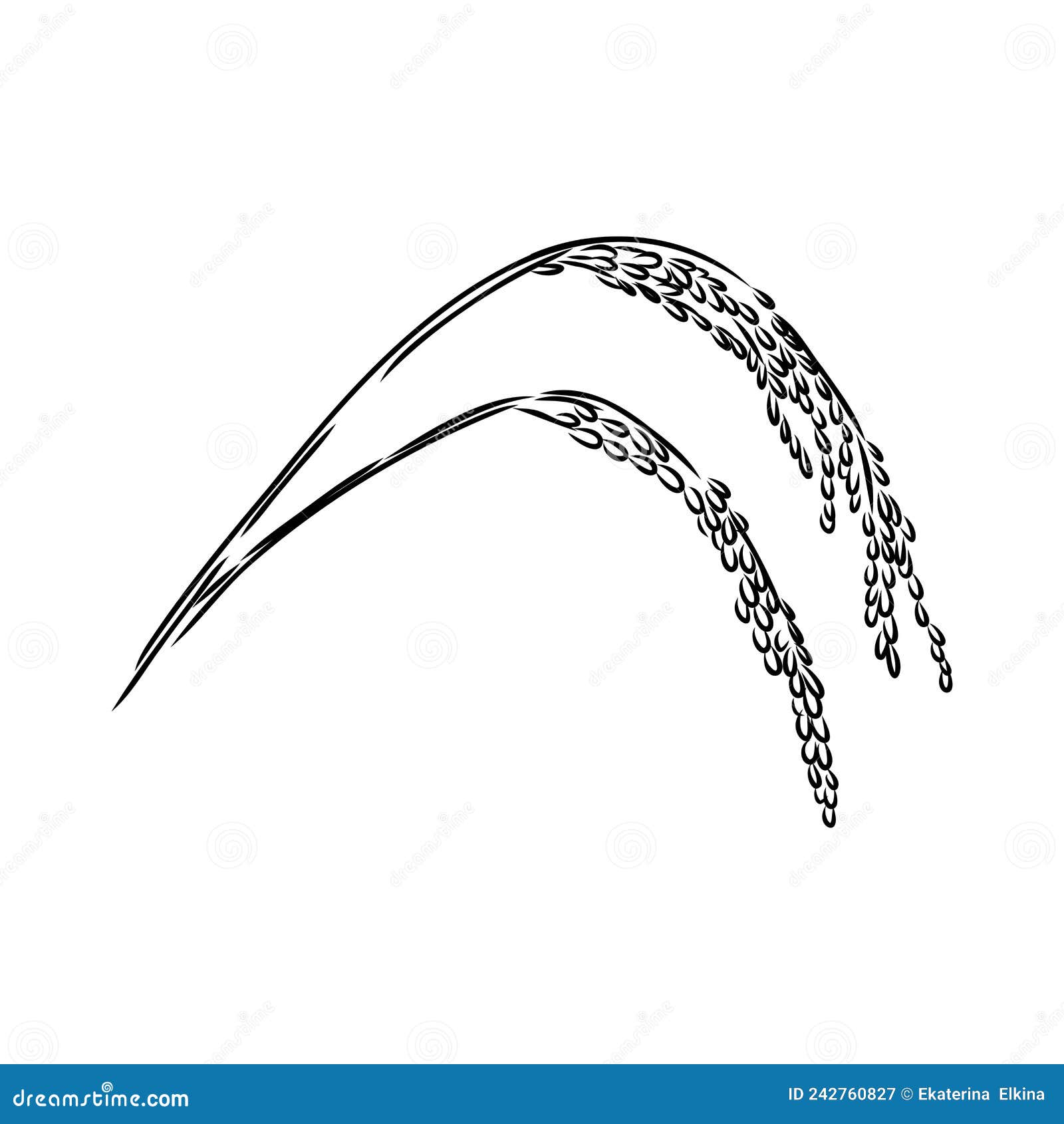 Rice Set. Plant of Rice and Rice Field Hand Drawn Vector Illustration ...