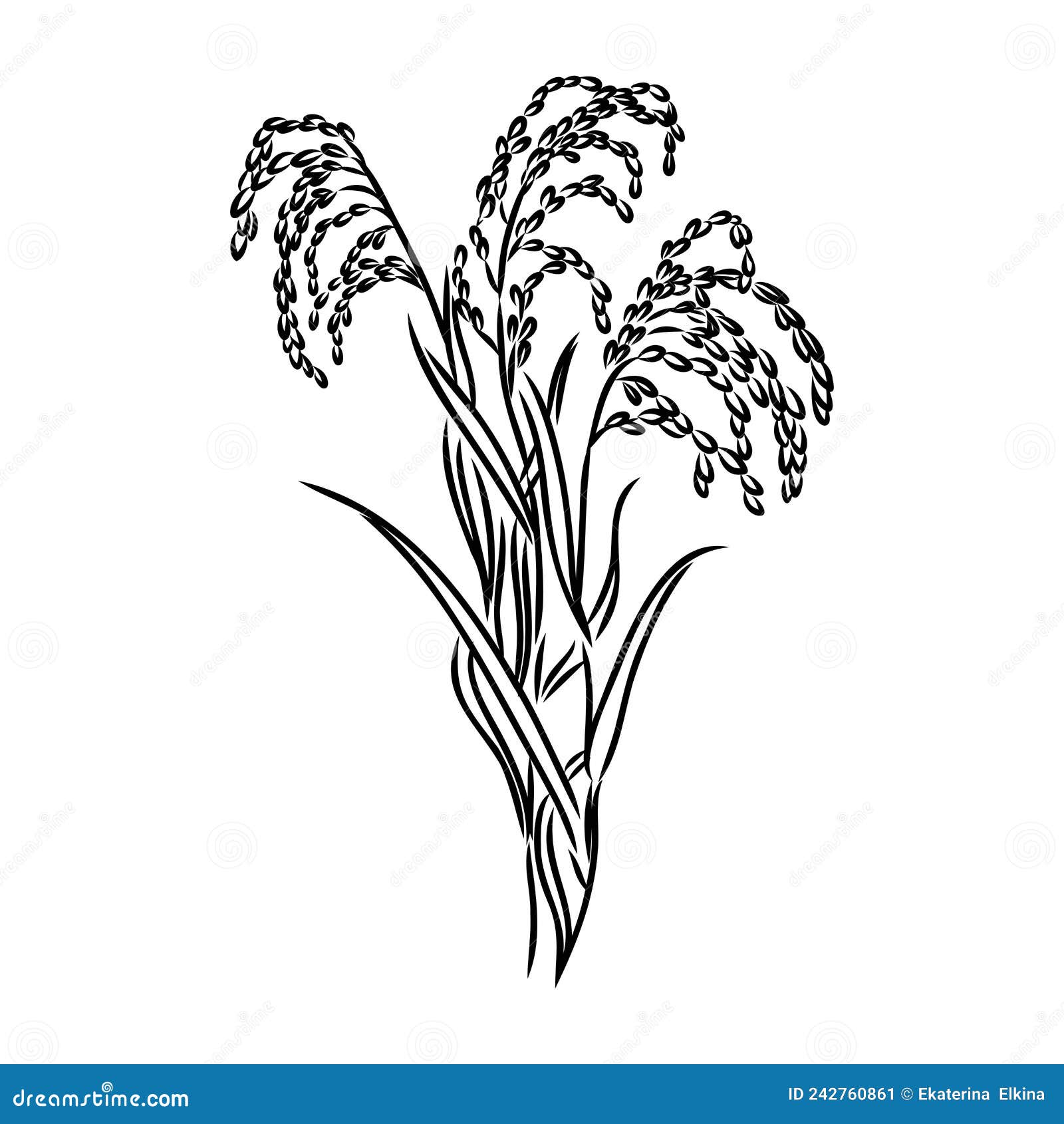 Rice Set. Plant of Rice and Rice Field Hand Drawn Vector Illustration ...