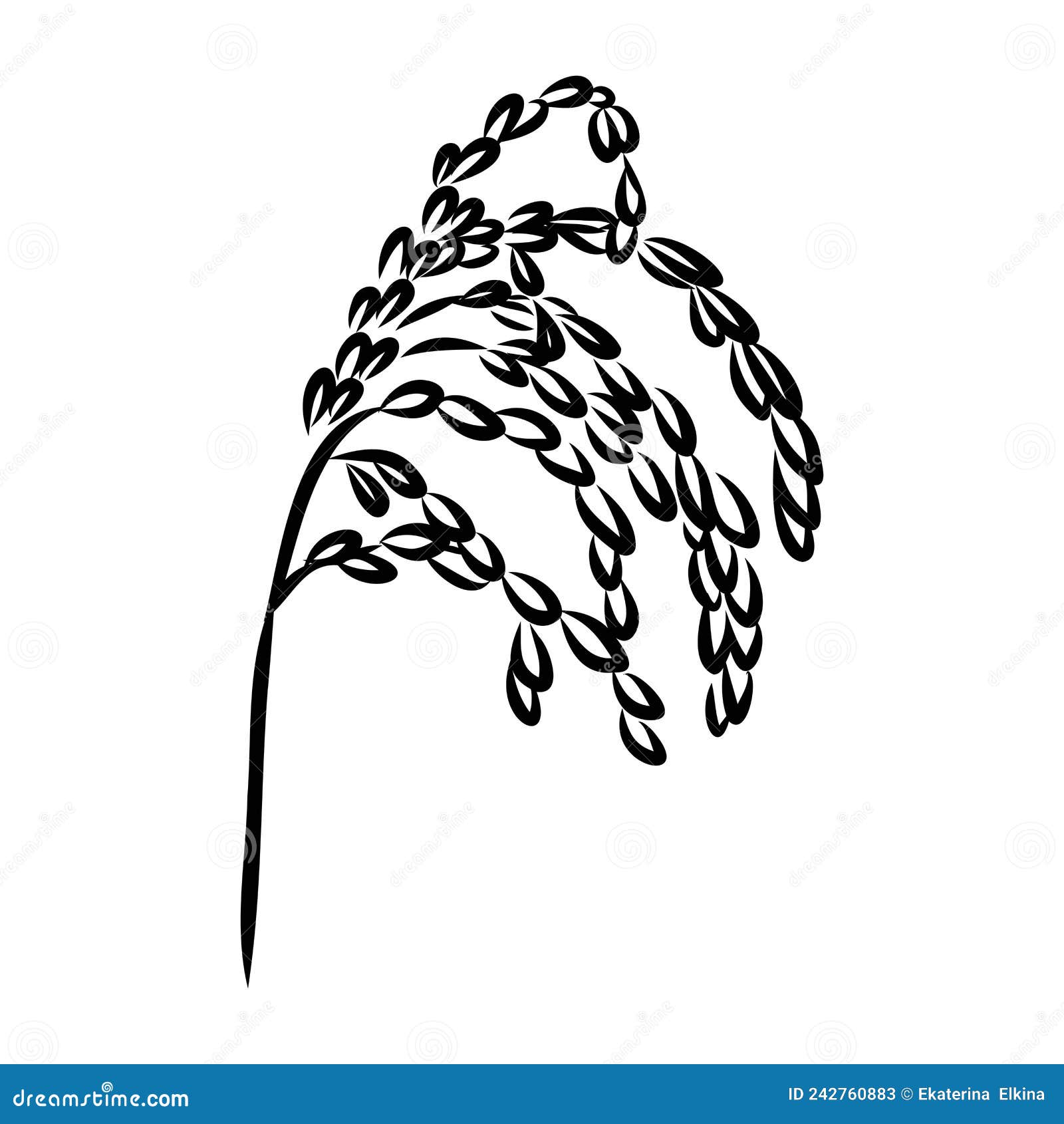 Rice Set. Plant of Rice and Rice Field Hand Drawn Vector Illustration ...