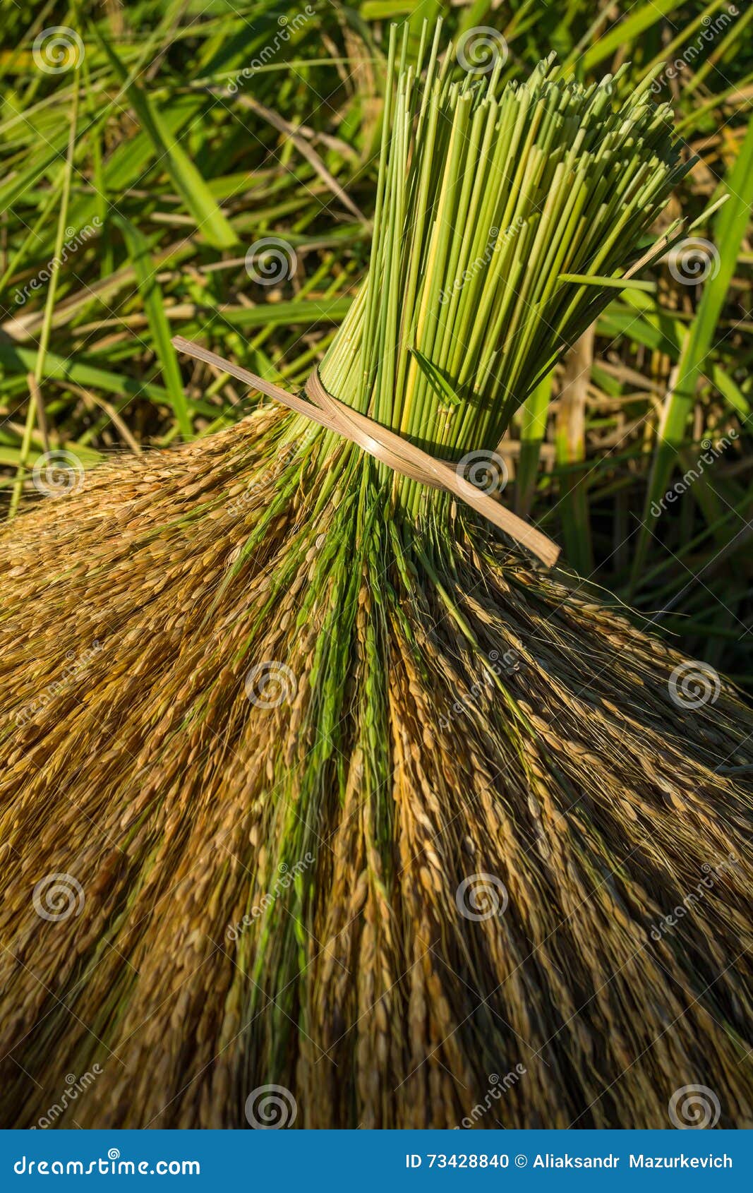 Rice sheaves after harvest stock photo. Image of beautiful - 73428840