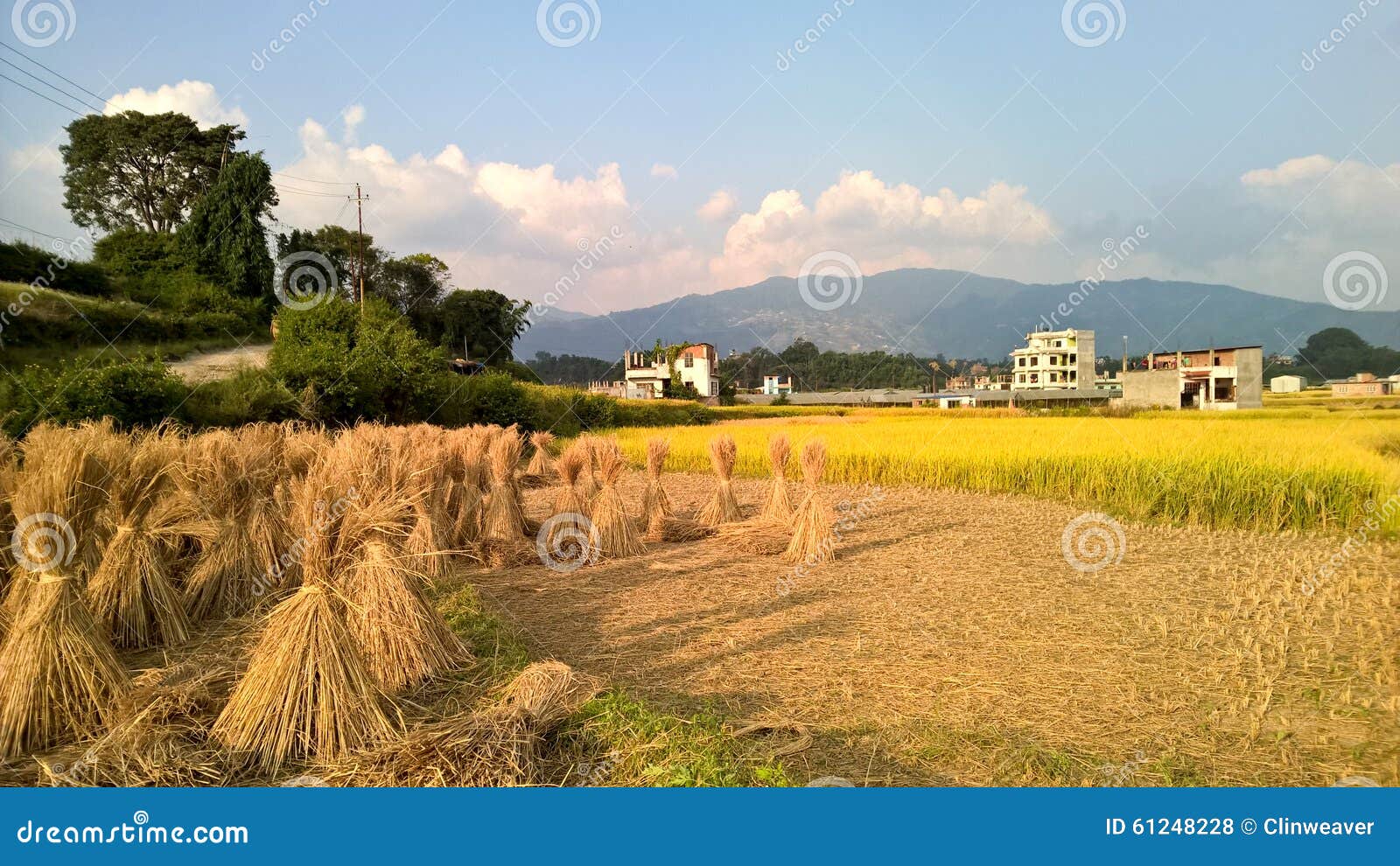 Rice Sheaves stock photo. Image of terraces, mountains - 61248228