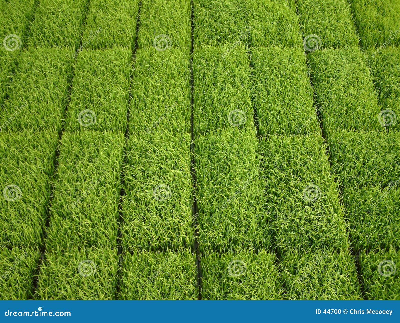 Rice Shoots stock photo. Image of nutritional, fields, shoots - 44700