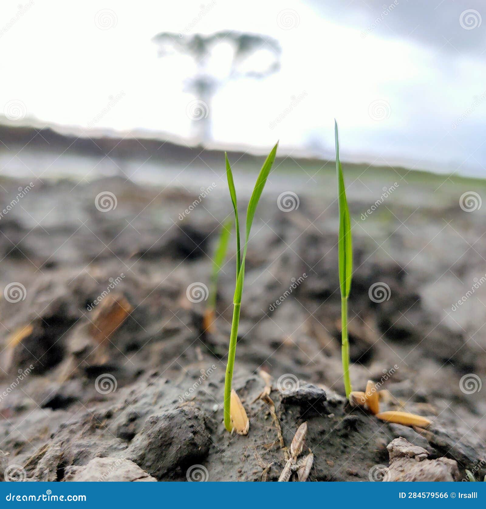 Rice shoots stock photo. Image of plant, shoots, rice - 284579566