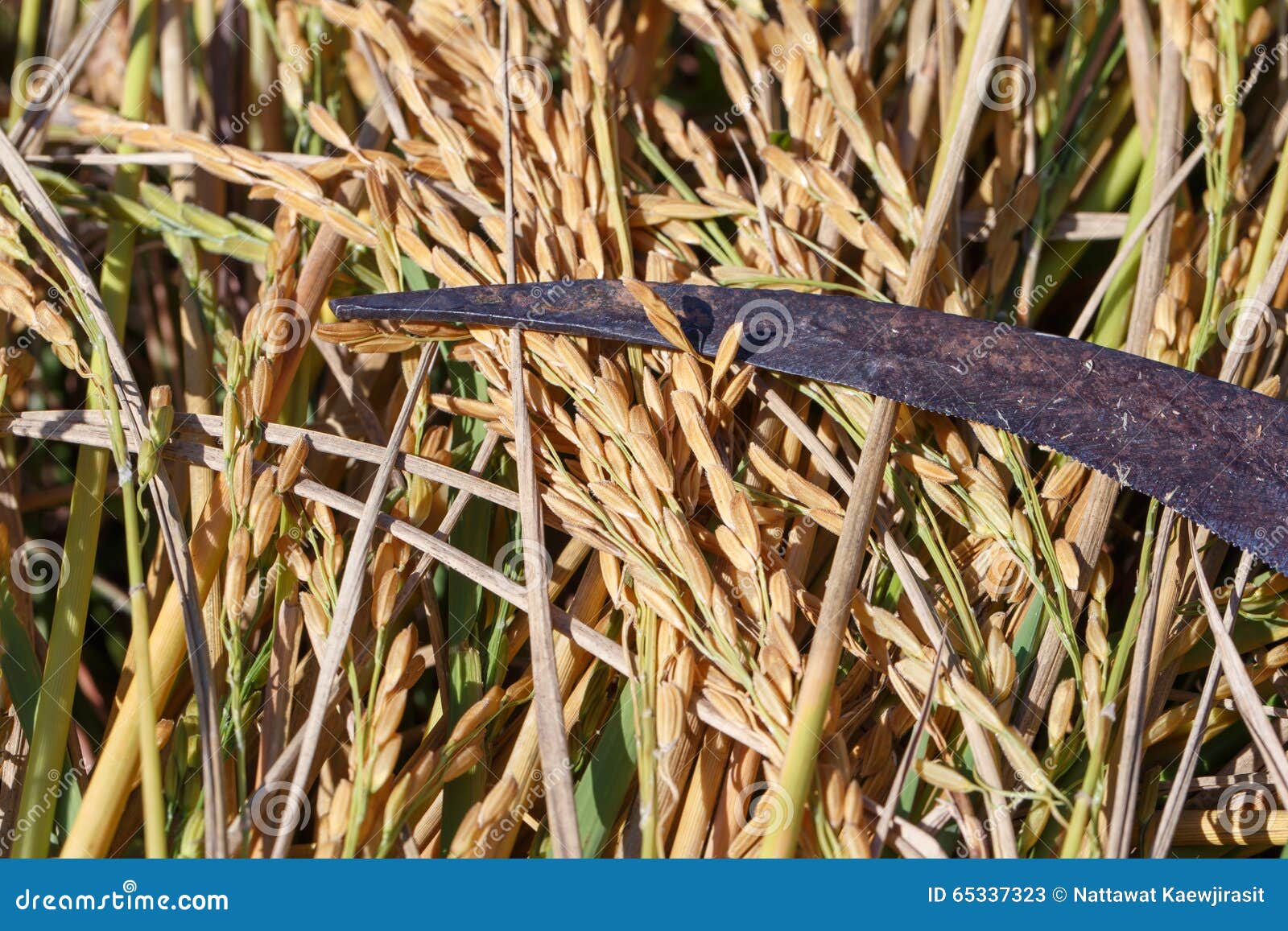 Rice sickle stock image. Image of scythe, tool, food - 65337323