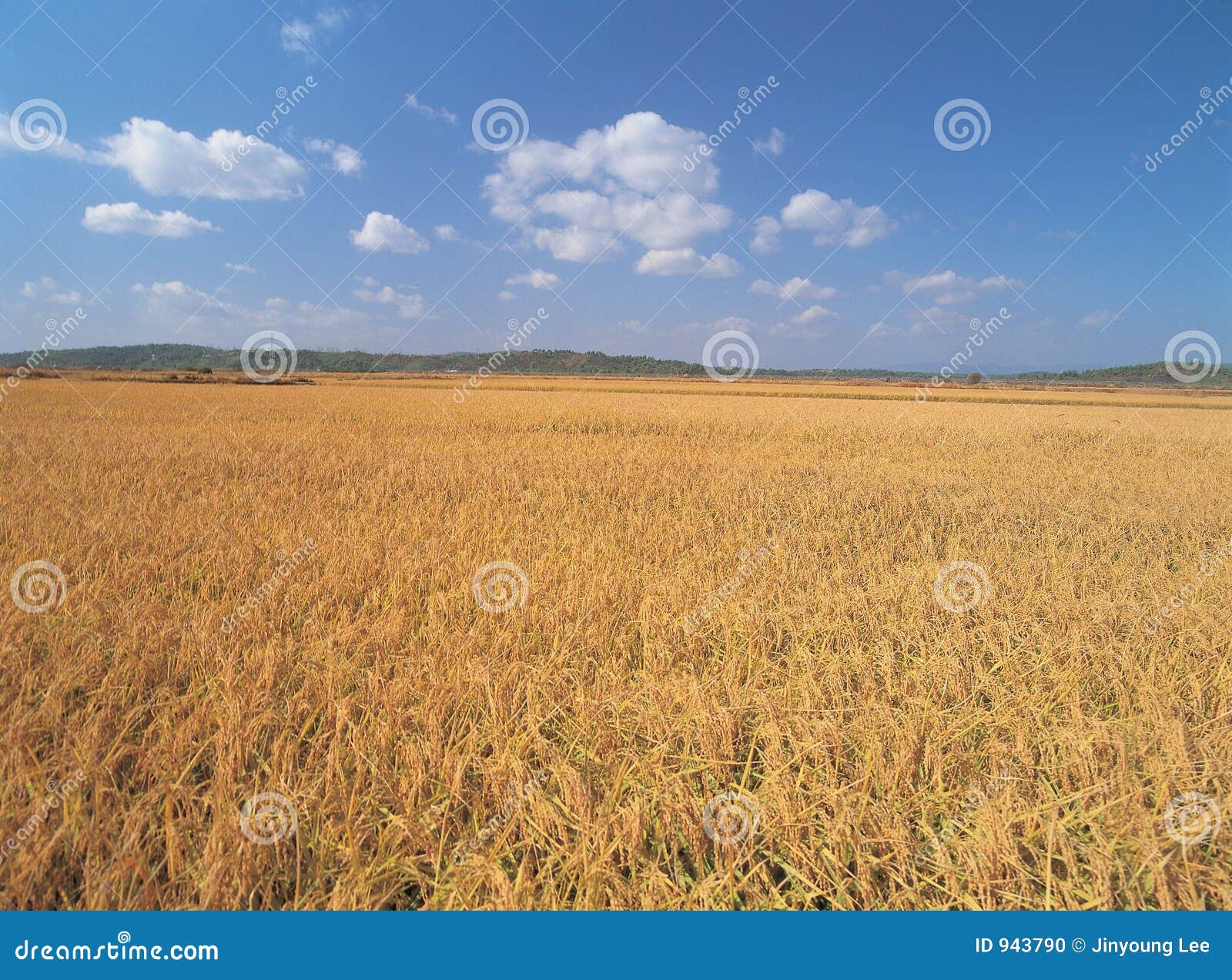 Rice and Sky stock photo. Image of riceplant, branch, cane - 943790