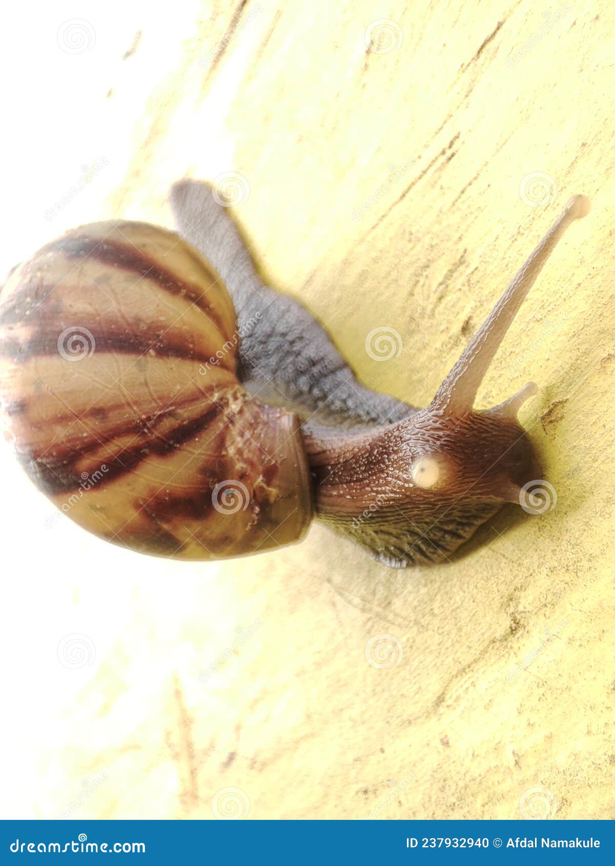 Poison Conch or rice snail stock photo. Image of natural - 237932940