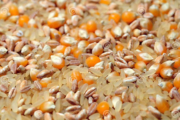 Rice, spelt and maize stock image. Image of cereals, organic - 36652009