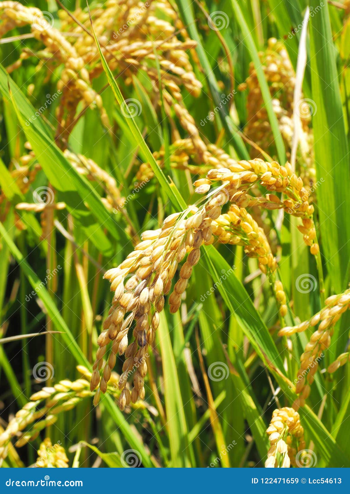 Rice spike stock image. Image of autumn, landscape, asia - 122471659