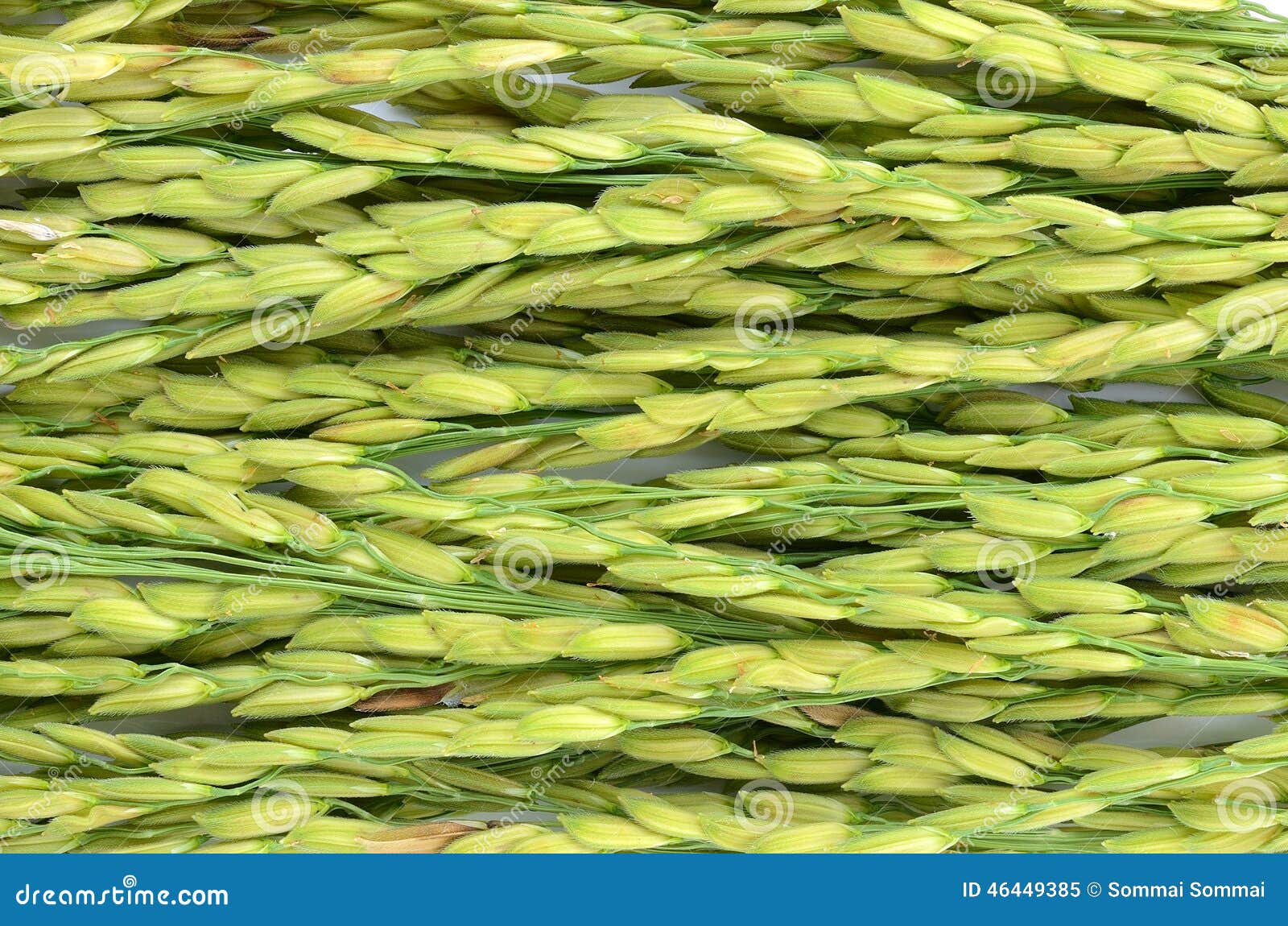 Rice spike stock image. Image of agriculture, flora, harvest - 46449385