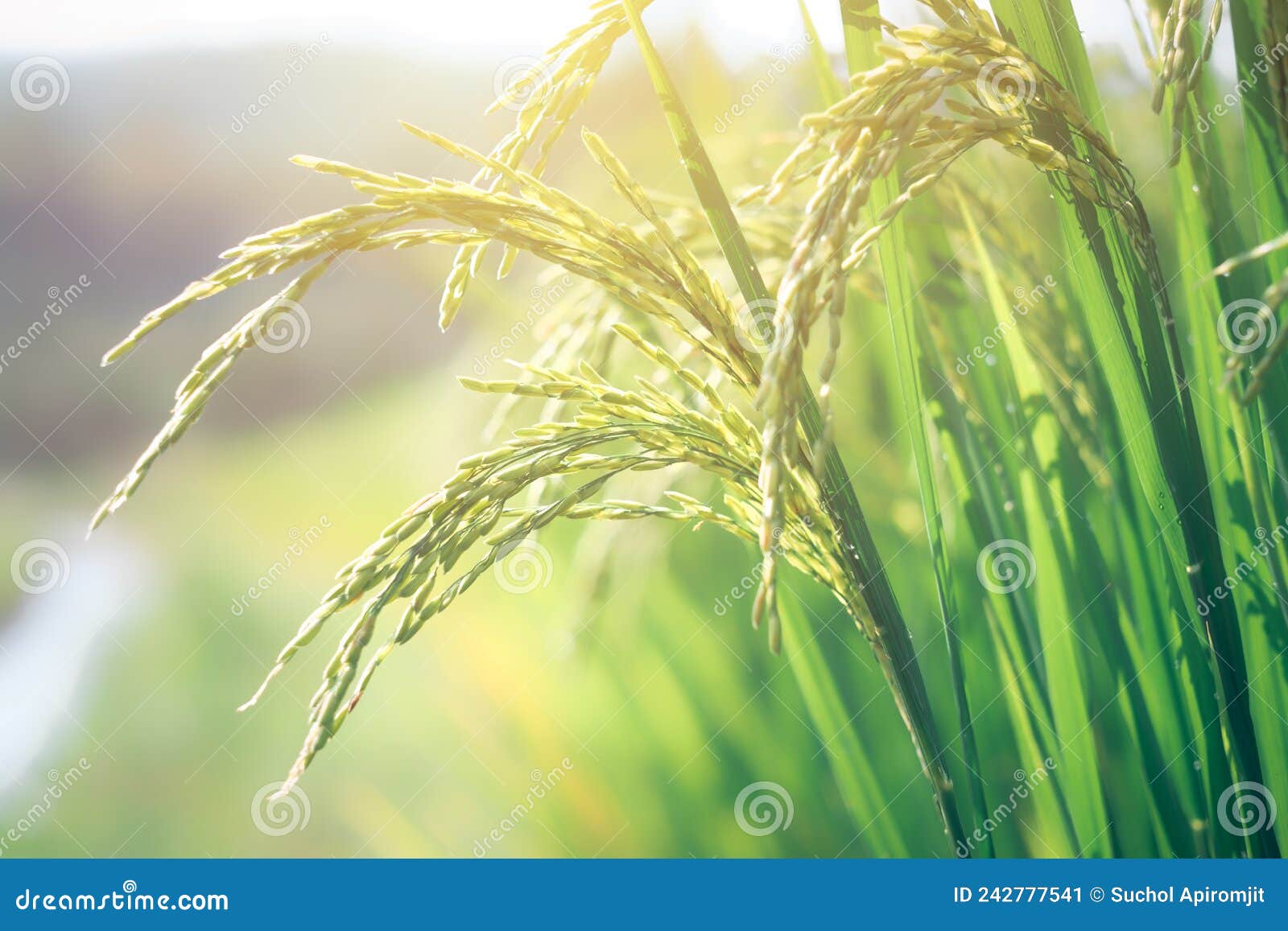 Rice spike in rice field. stock image. Image of fresh - 242777541