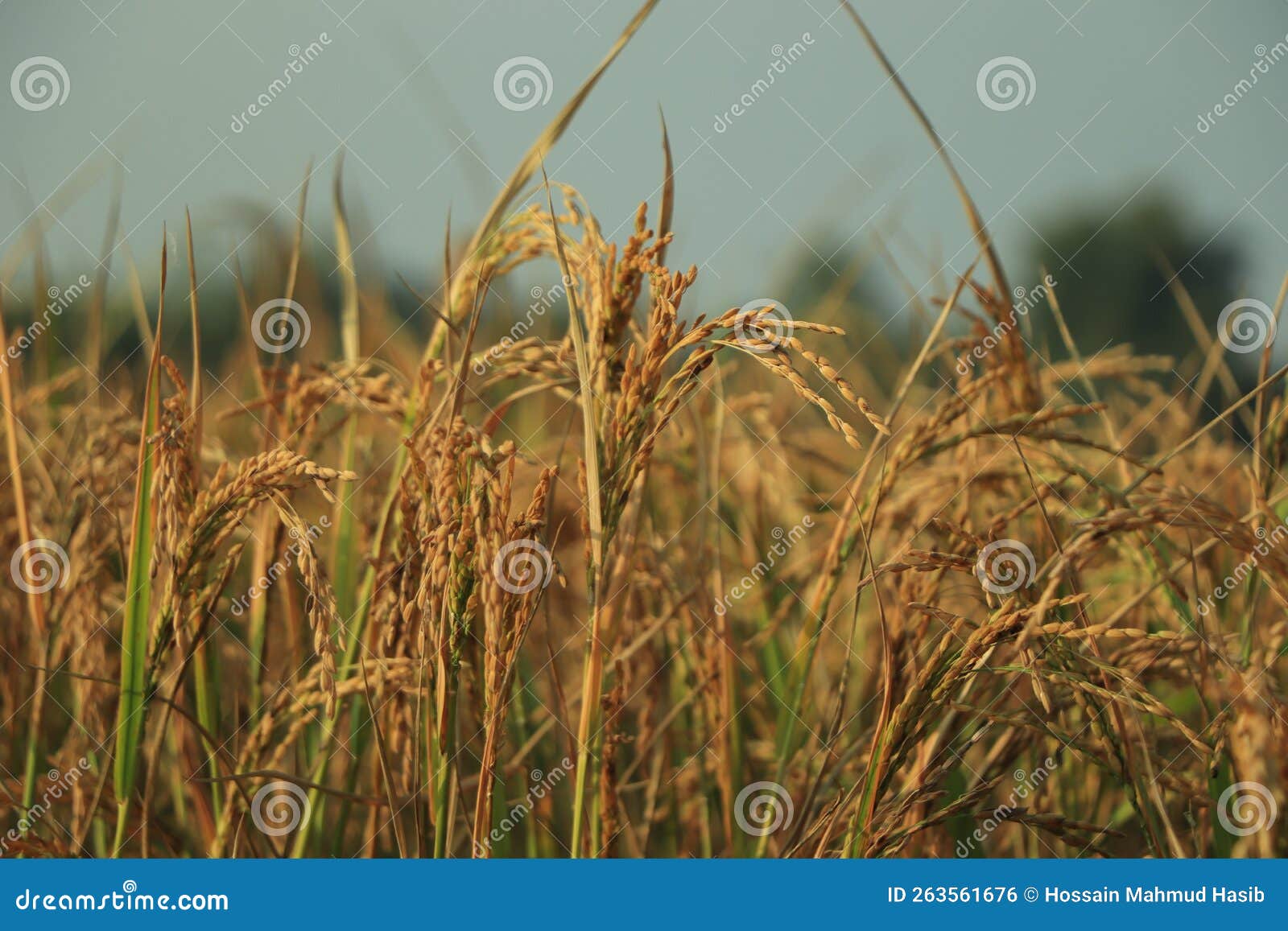 Rice spike in rice field stock photo. Image of materials - 263561676