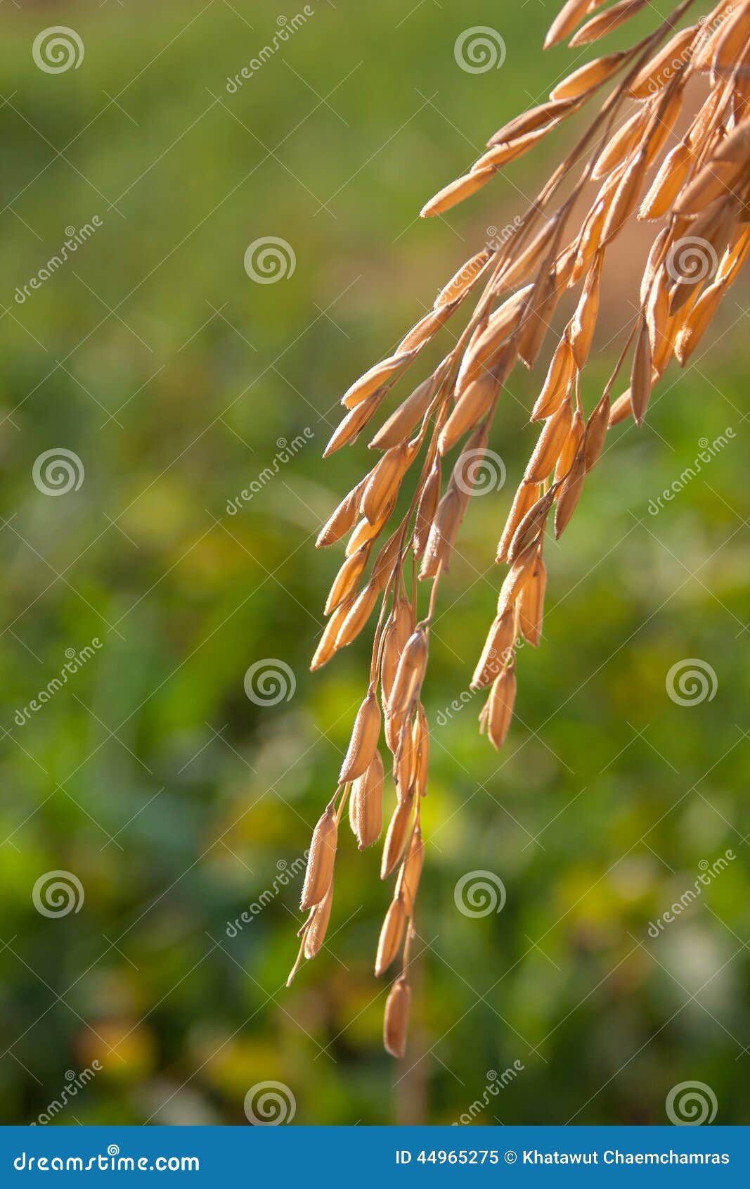 Rice spike stock image. Image of cultivation, farmland - 44965275