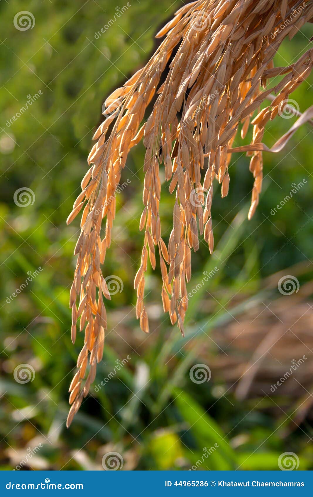 Rice spike stock photo. Image of farm, agriculture, leaves - 44965286