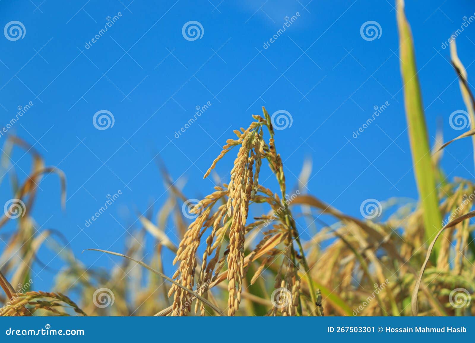 Rice Spike in Rice Field with Blue Sky Stock Image - Image of harvest ...
