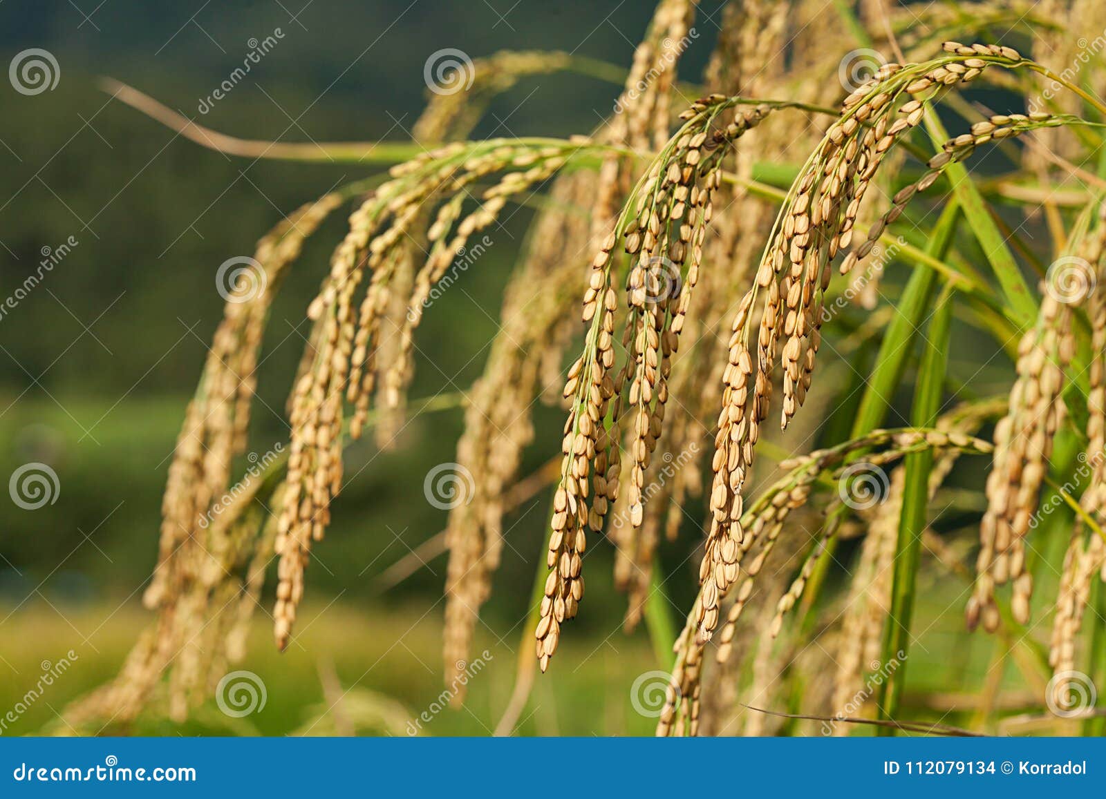 Rice spike in rice field. stock photo. Image of agriculture - 112079134