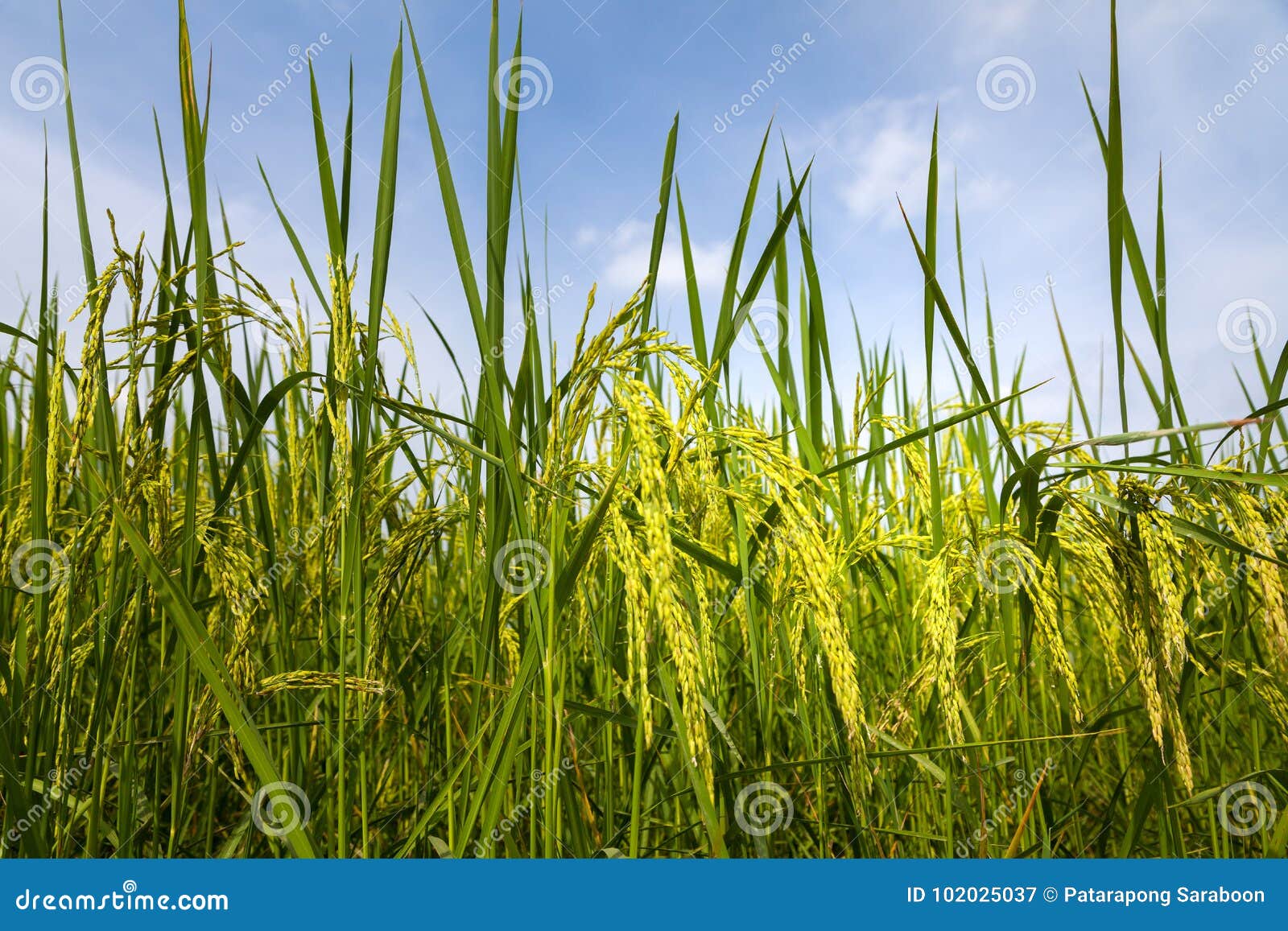 Rice Spike in Rice Field of Thailand. Stock Image - Image of japanese ...