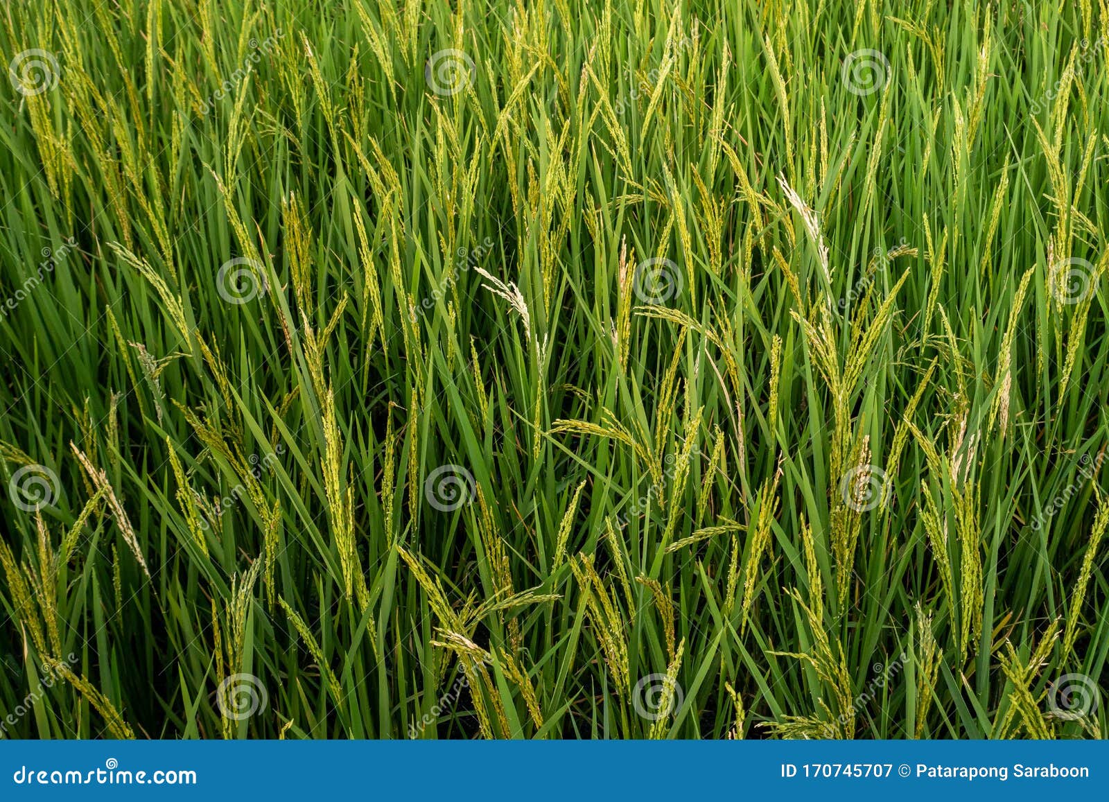 Rice Spike in Rice Field of Thailand Stock Image - Image of seed ...