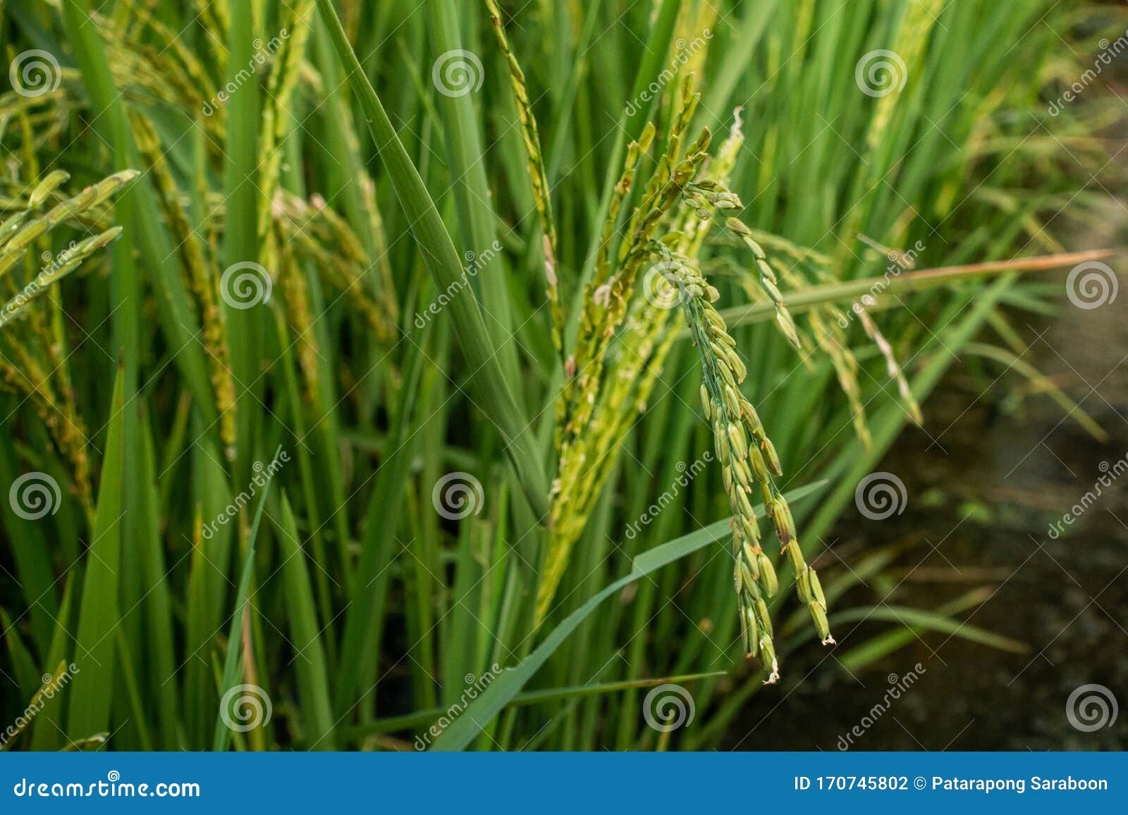 Rice Spike in Rice Field of Thailand Stock Photo - Image of asia, style ...