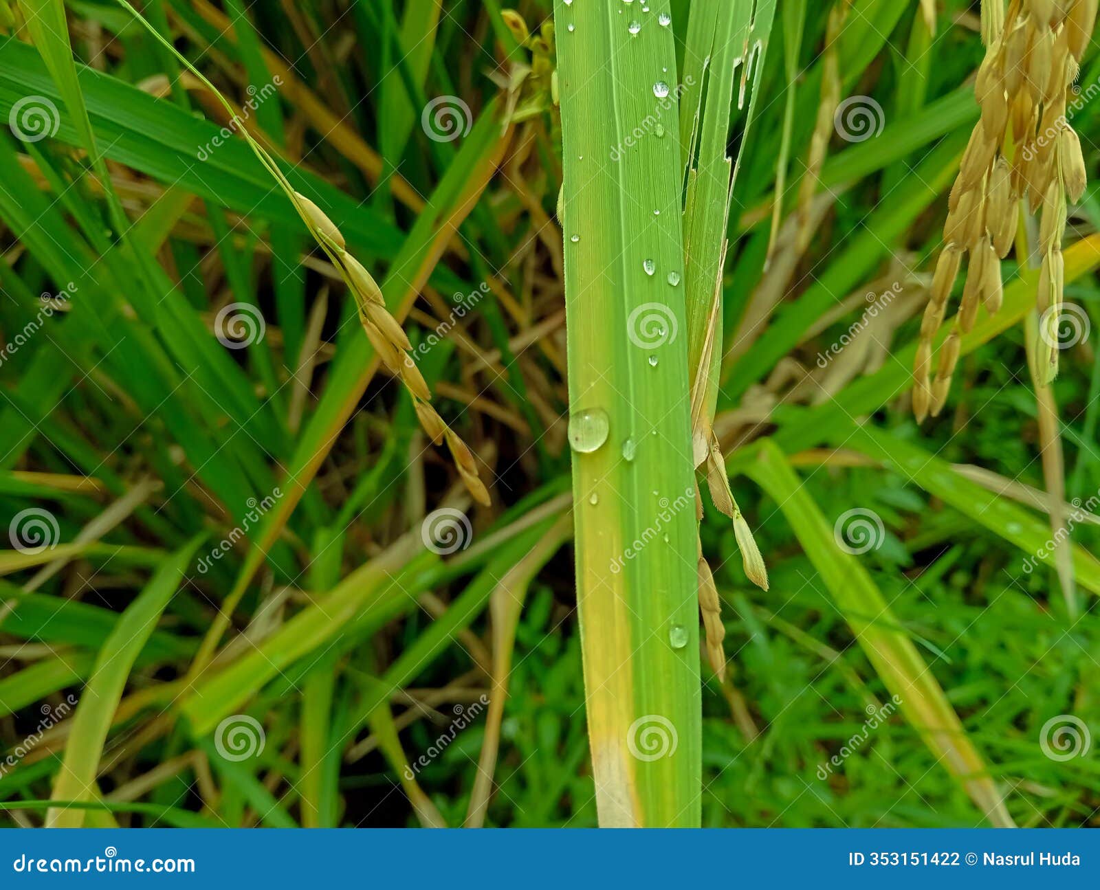 Rice Spike in Rice Fields. Green Paddy Rice Field in the Morning Stock ...