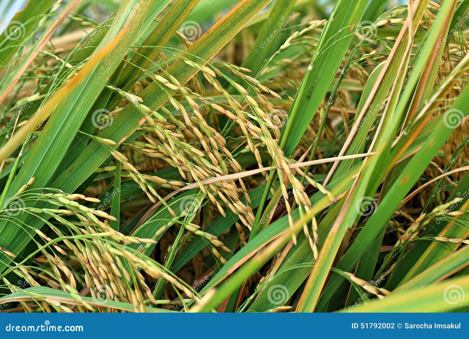 Rice Spike Grain Harvest is Waiting Stock Photo - Image of crop, china ...