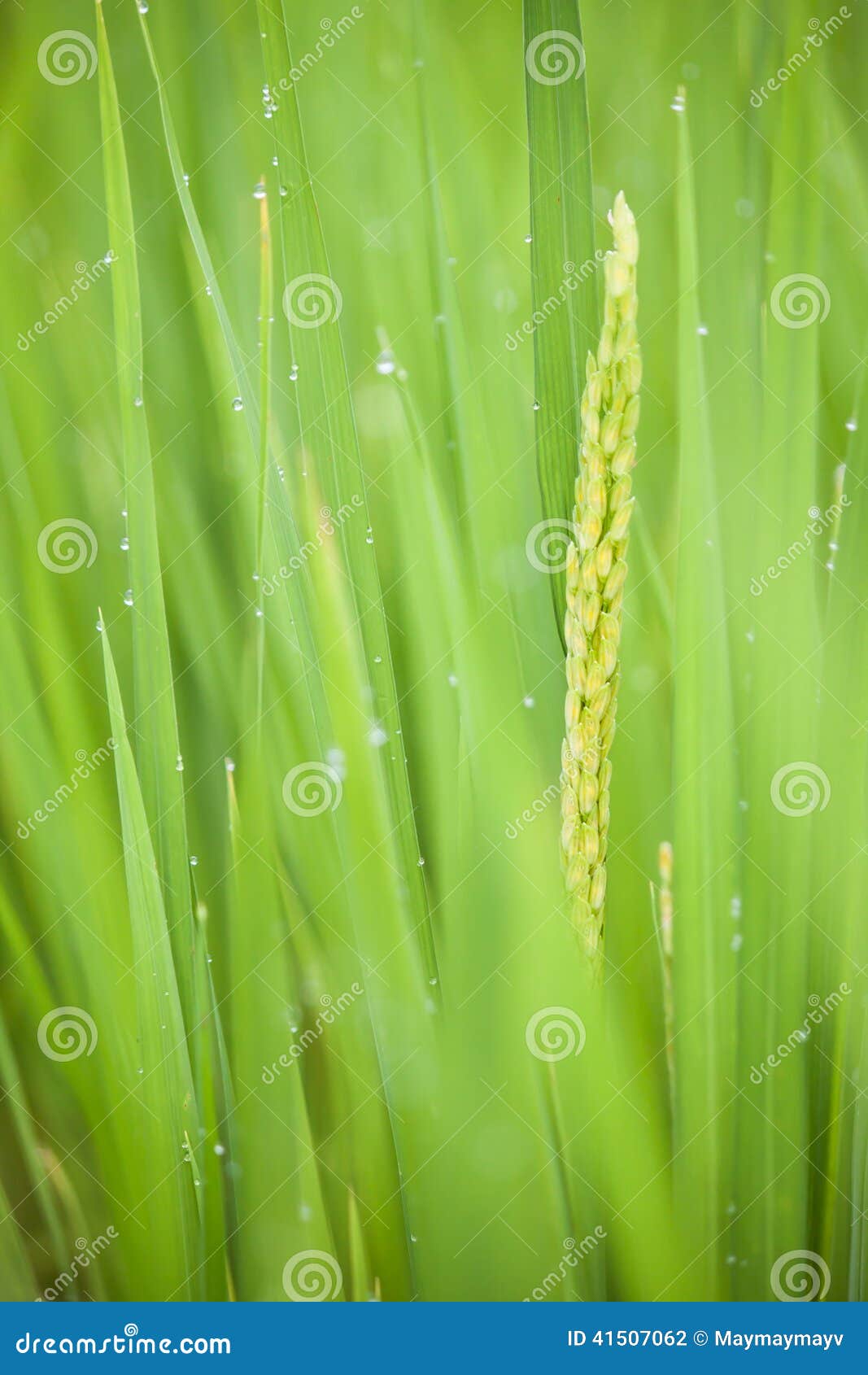 Rice spike stock photo. Image of growth, rice, summer - 41507062