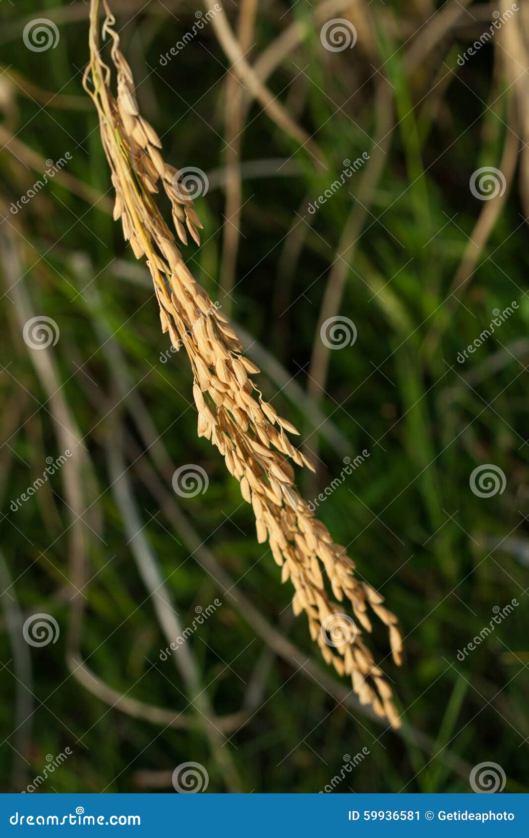 Rice spike, ear of rice stock image. Image of nature - 59936581