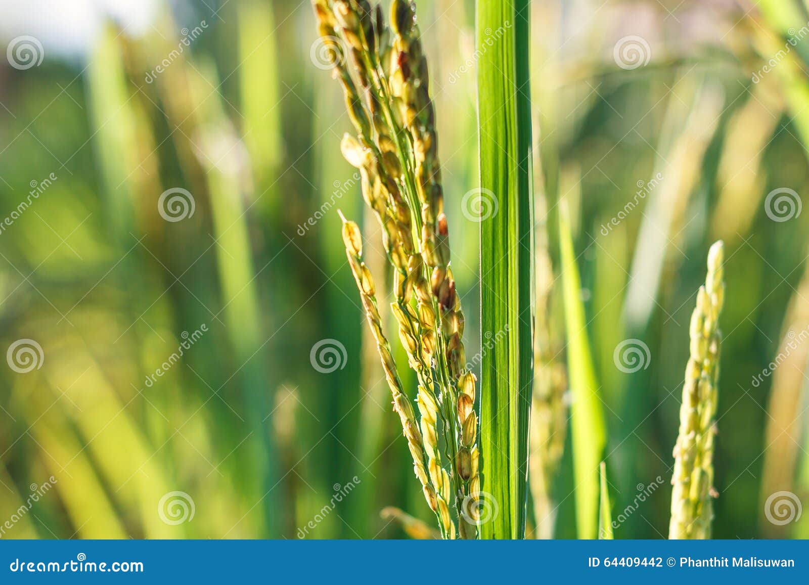 Rice spike in rice field stock photo. Image of macro - 64409442
