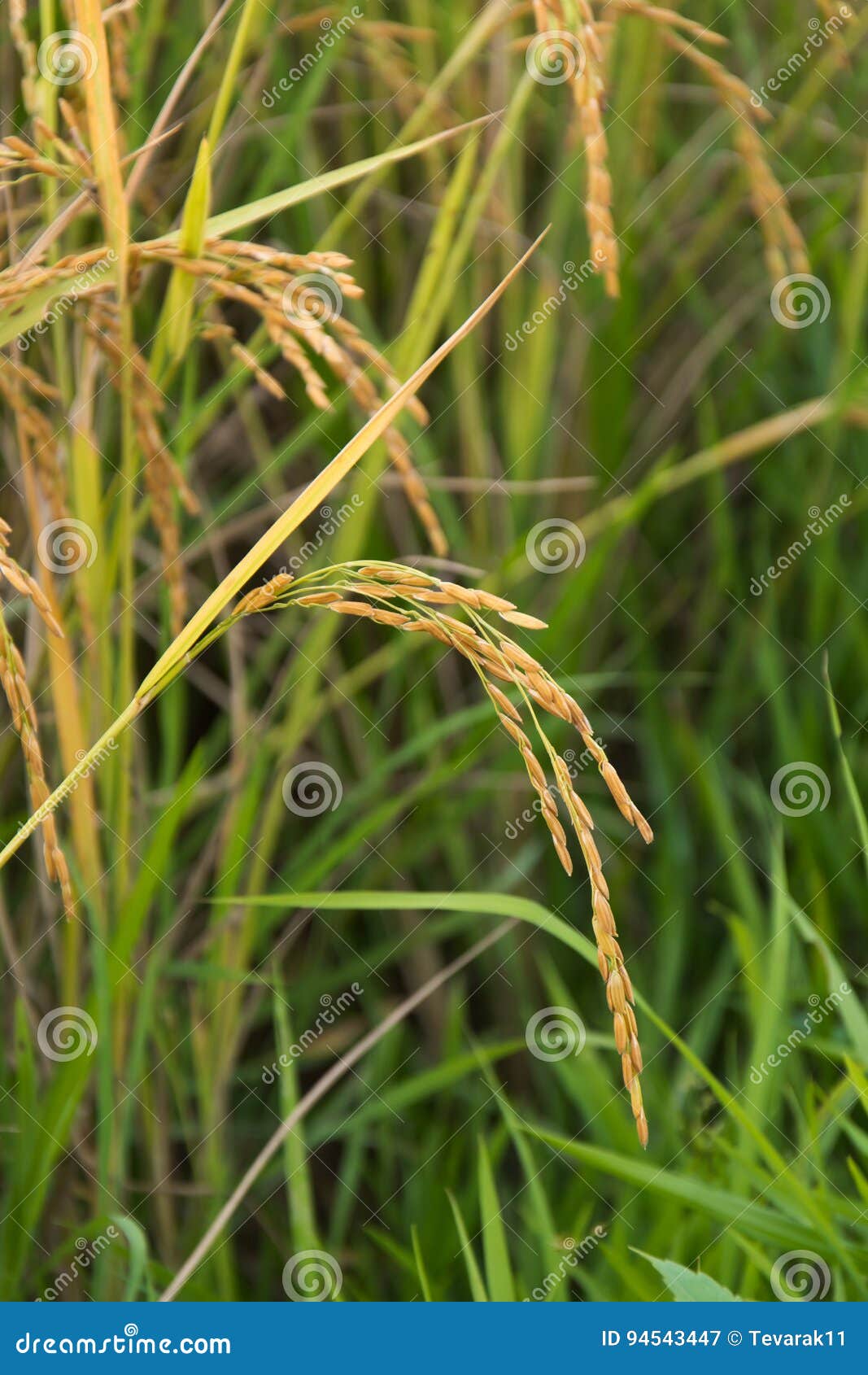 Rice spike in rice field stock image. Image of agriculture - 94543447