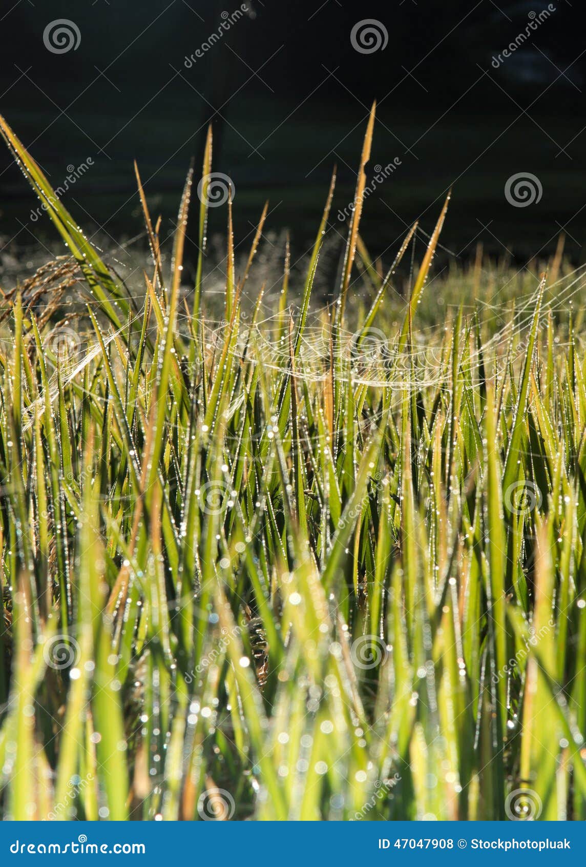 Rice spike in rice field stock photo. Image of farming - 47047908