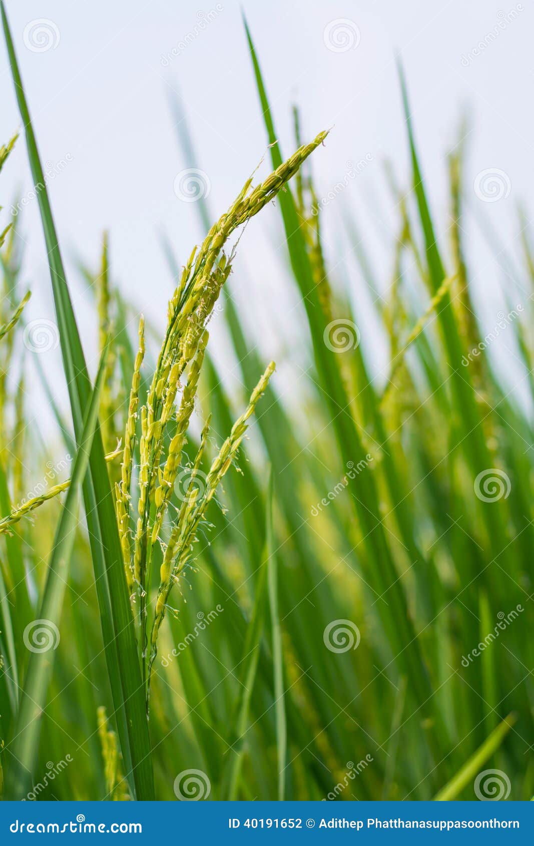 Rice spike in rice field. stock photo. Image of cultivation - 40191652