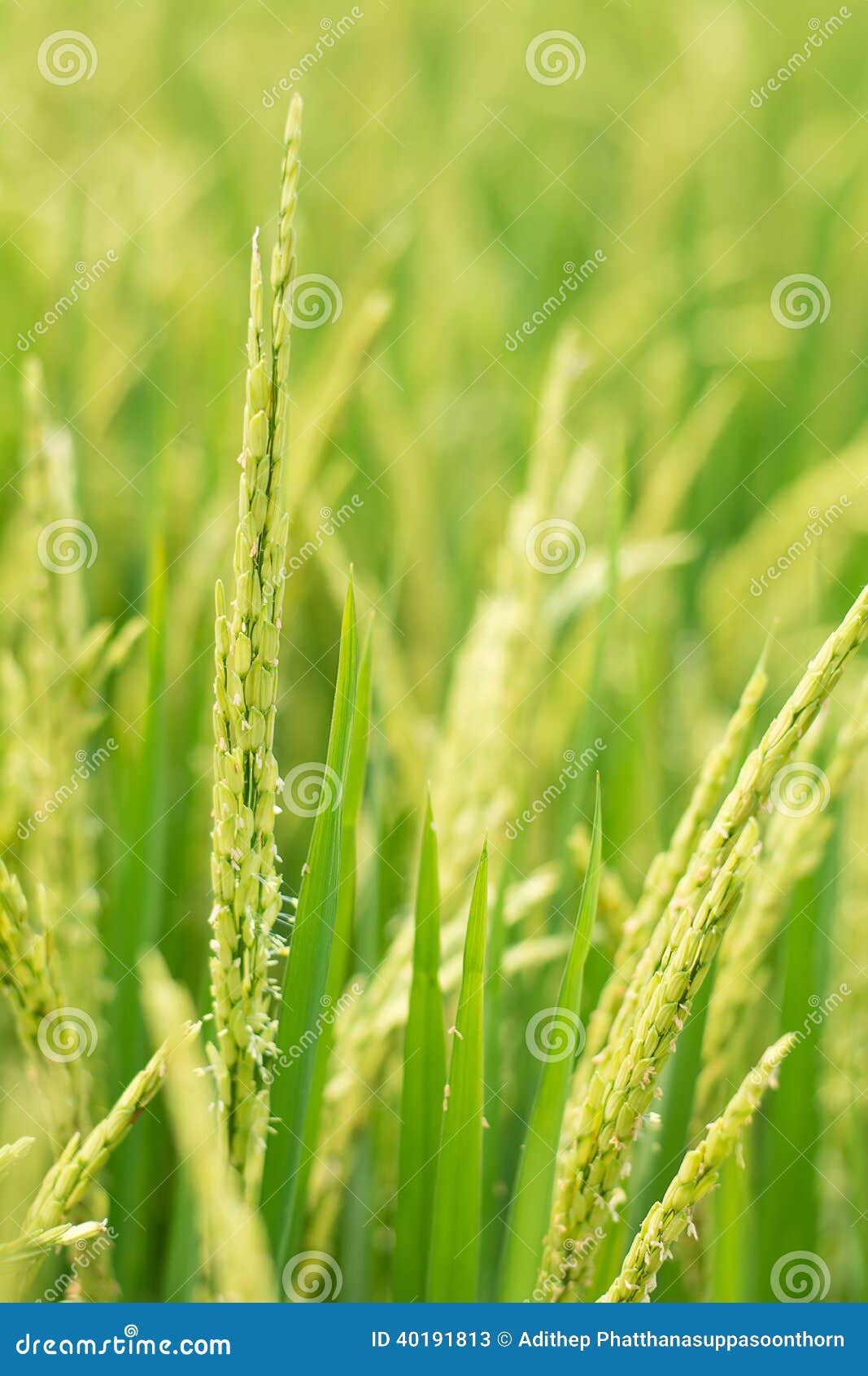 Rice spike in rice field. stock image. Image of farmland - 40191813