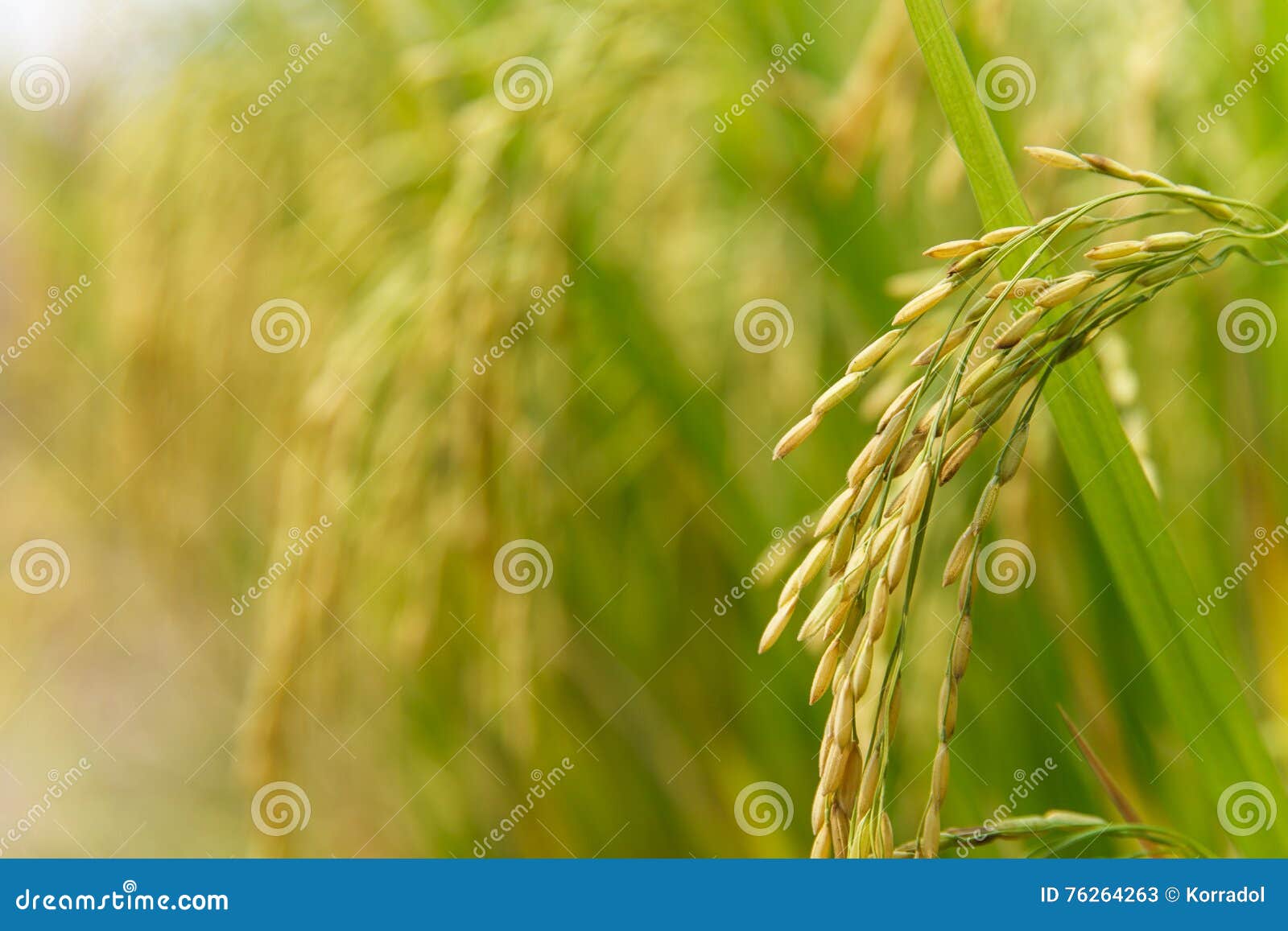 Rice spike in rice field stock image. Image of lawn, macro - 76264263
