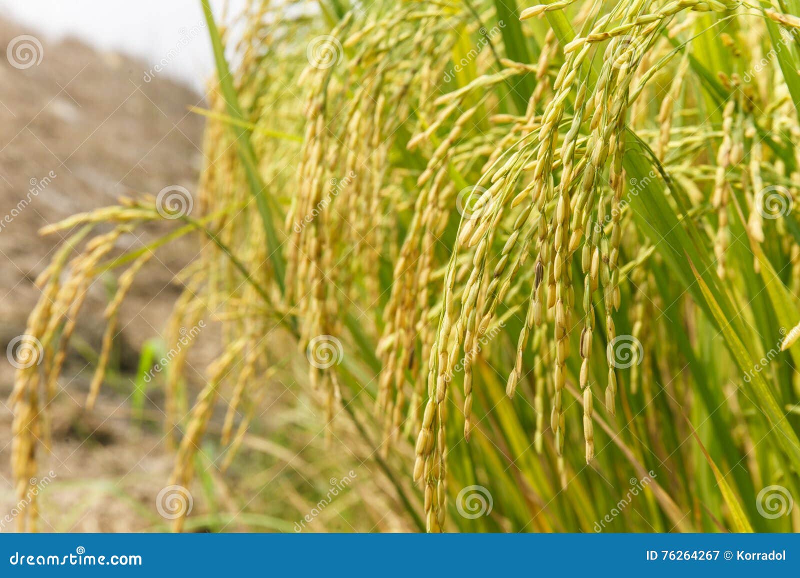 Rice spike in rice field stock image. Image of grow, cereal - 76264267