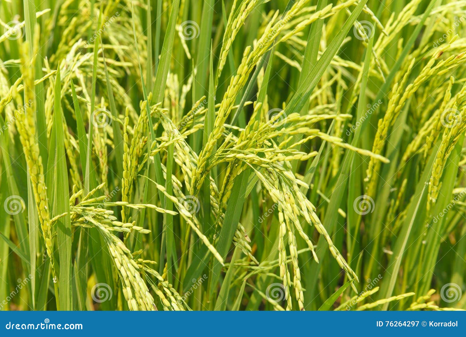 Rice spike in rice field stock image. Image of green - 76264297
