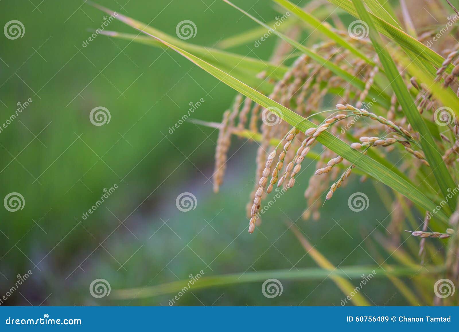 Rice spike in rice field. stock image. Image of grass - 60756489
