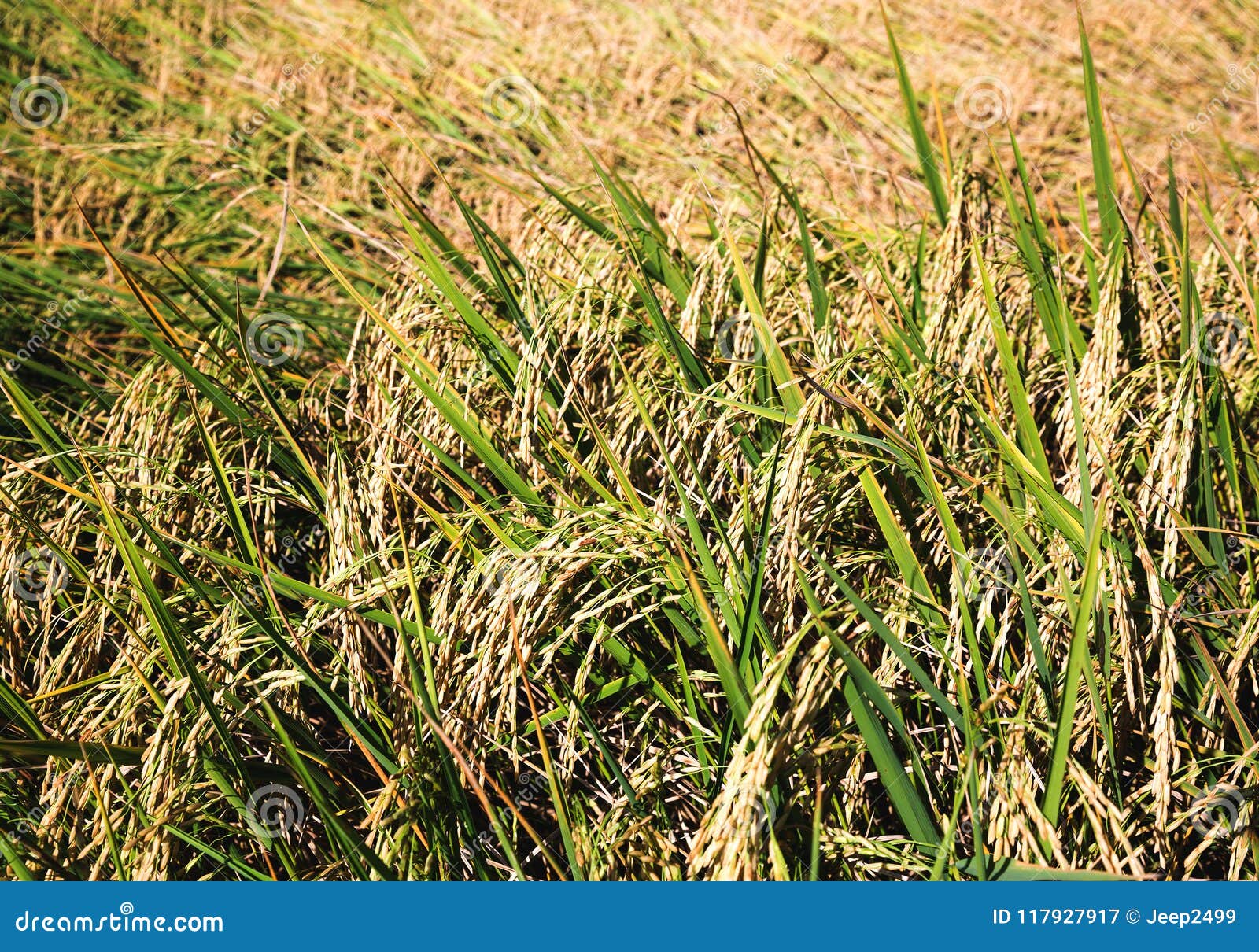 Rice spike in rice field. stock image. Image of grass - 117927917
