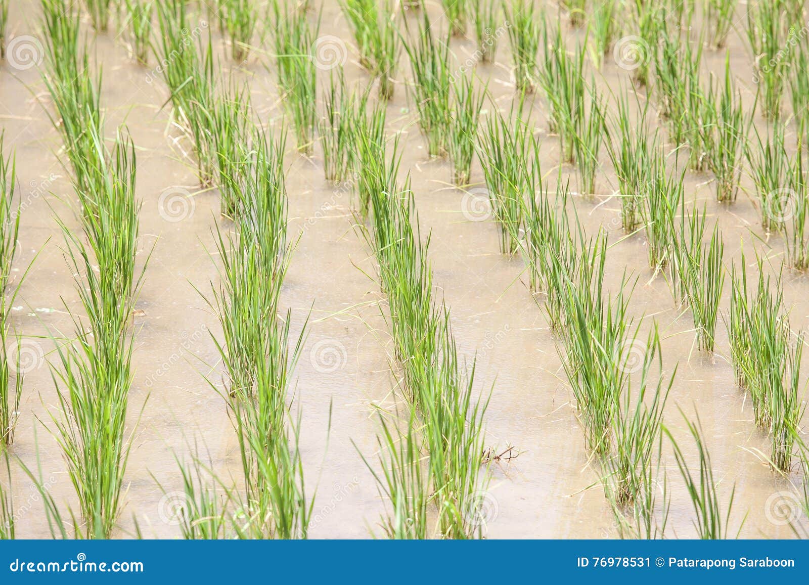 Rice Spike in Rice Field of Thailand Stock Image - Image of asian, seed ...