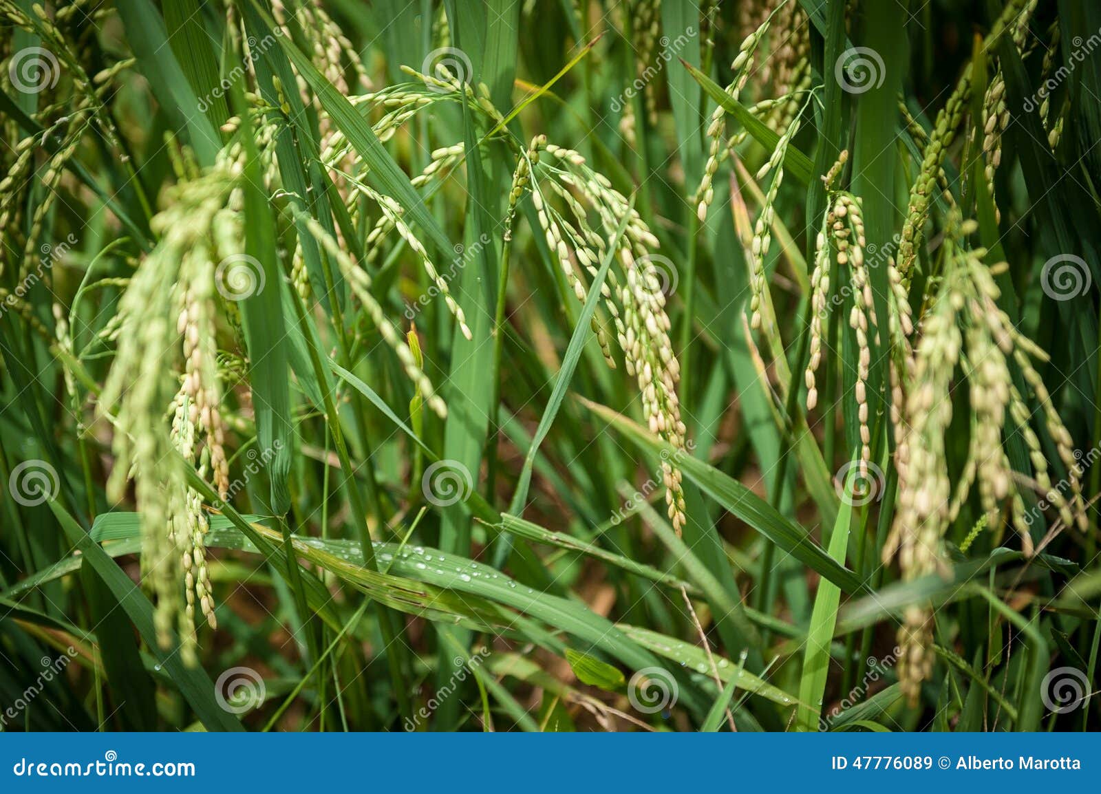 Rice spike in rice field stock image. Image of growth - 47776089