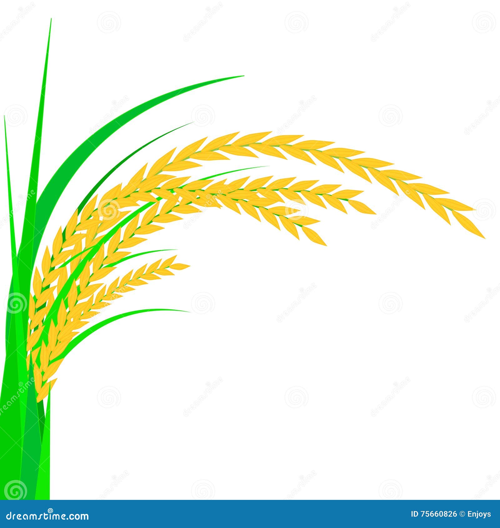 Rice. Spikelet of Rice on a White Background. Vector Illustration ...