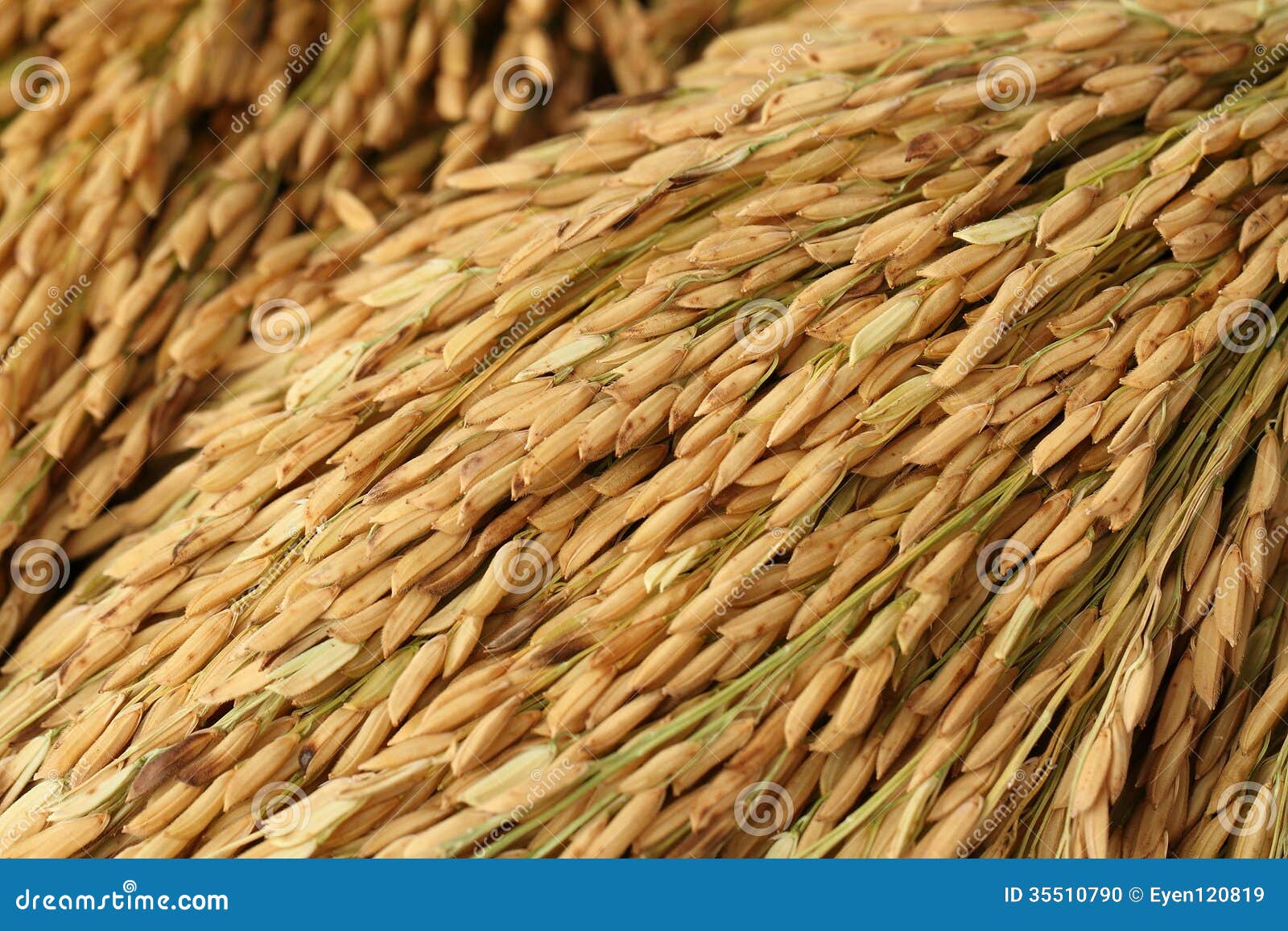 Rice spikes stock photo. Image of grained, nature, grains - 35510790